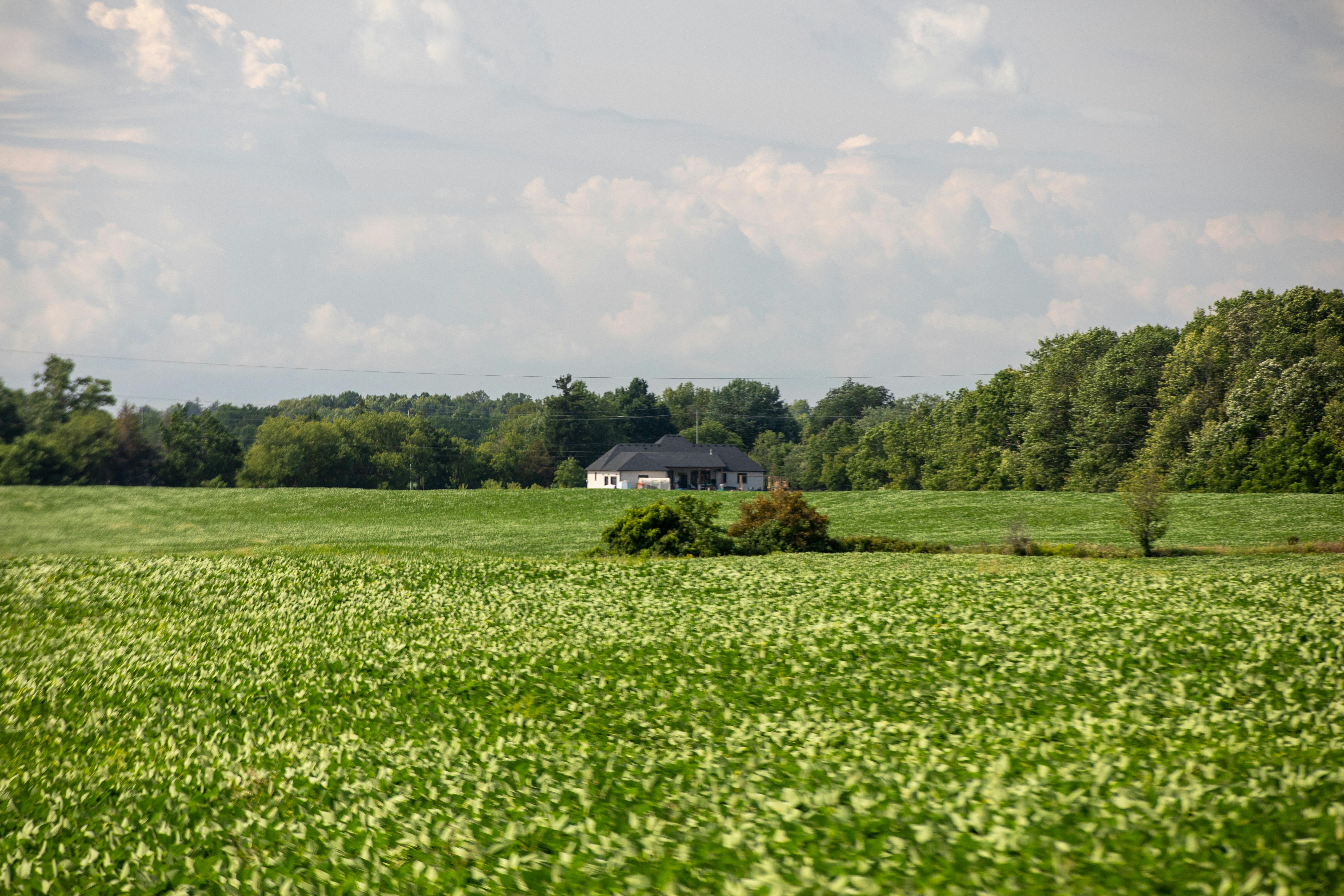 Expansive field of small white flowers with a distant farmhouse under a partly cloudy sky.