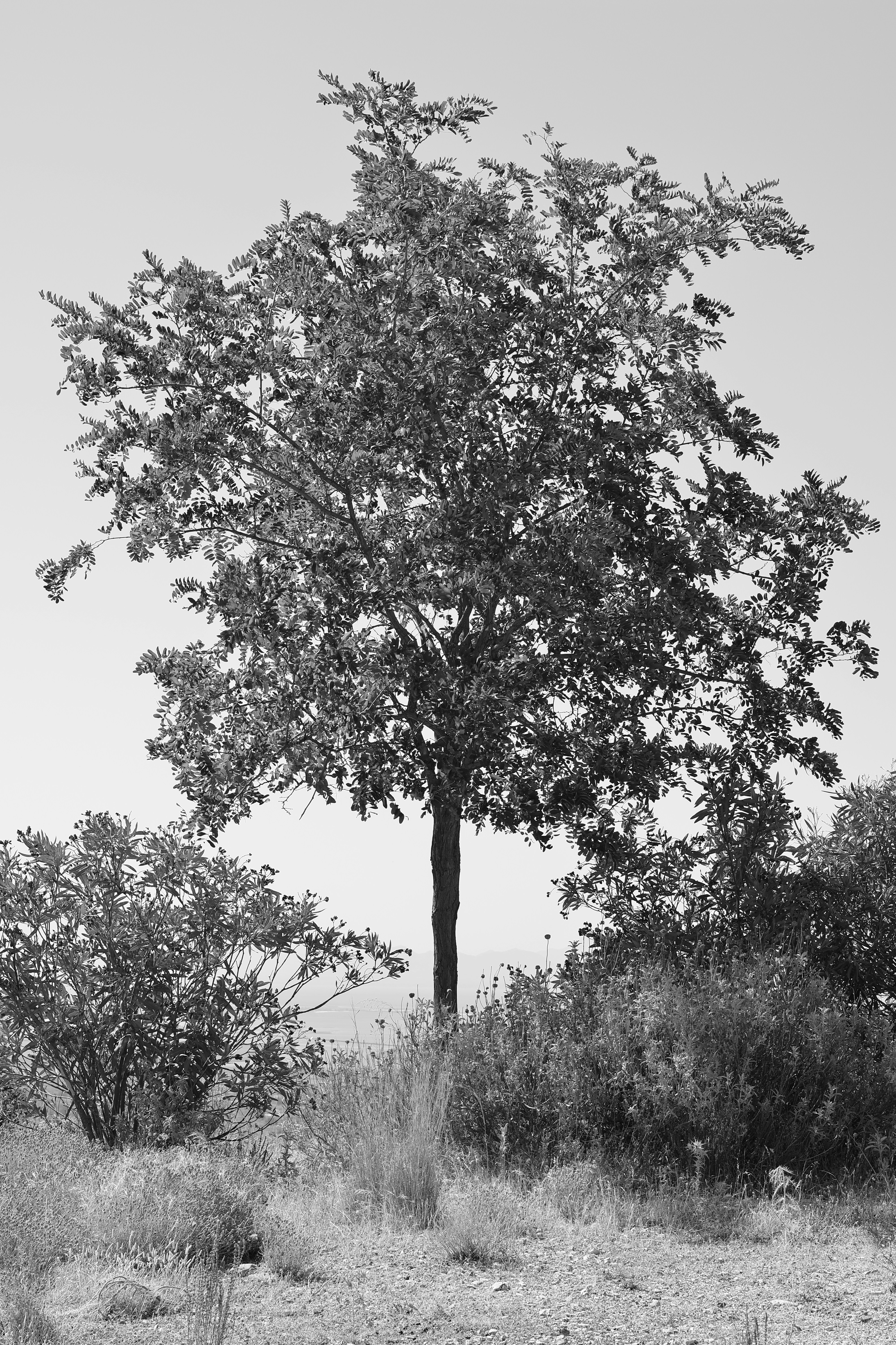 Lonely Tree Amid Prairie Quiet