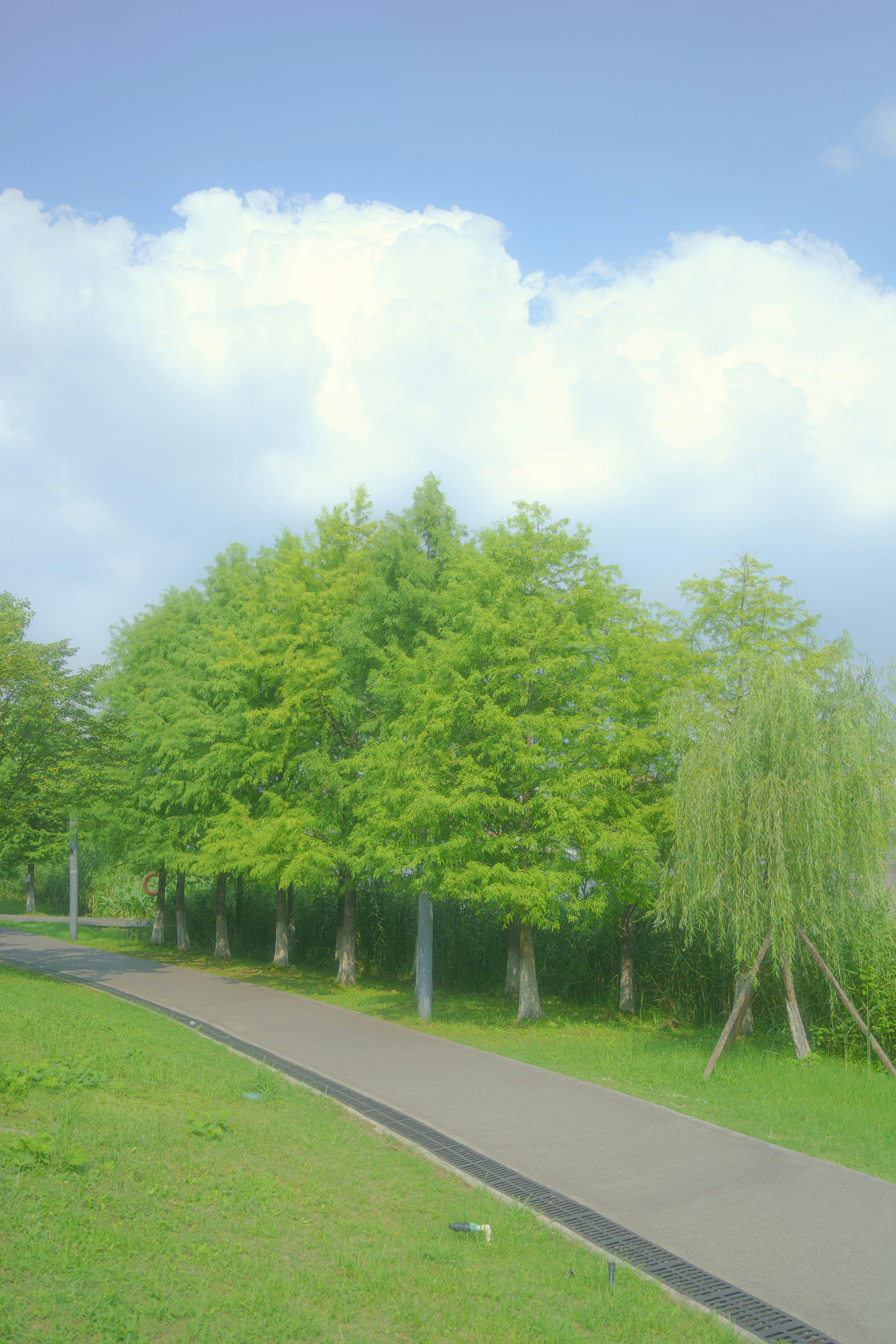 Sunlit Park Path Framed by Verdant Trees