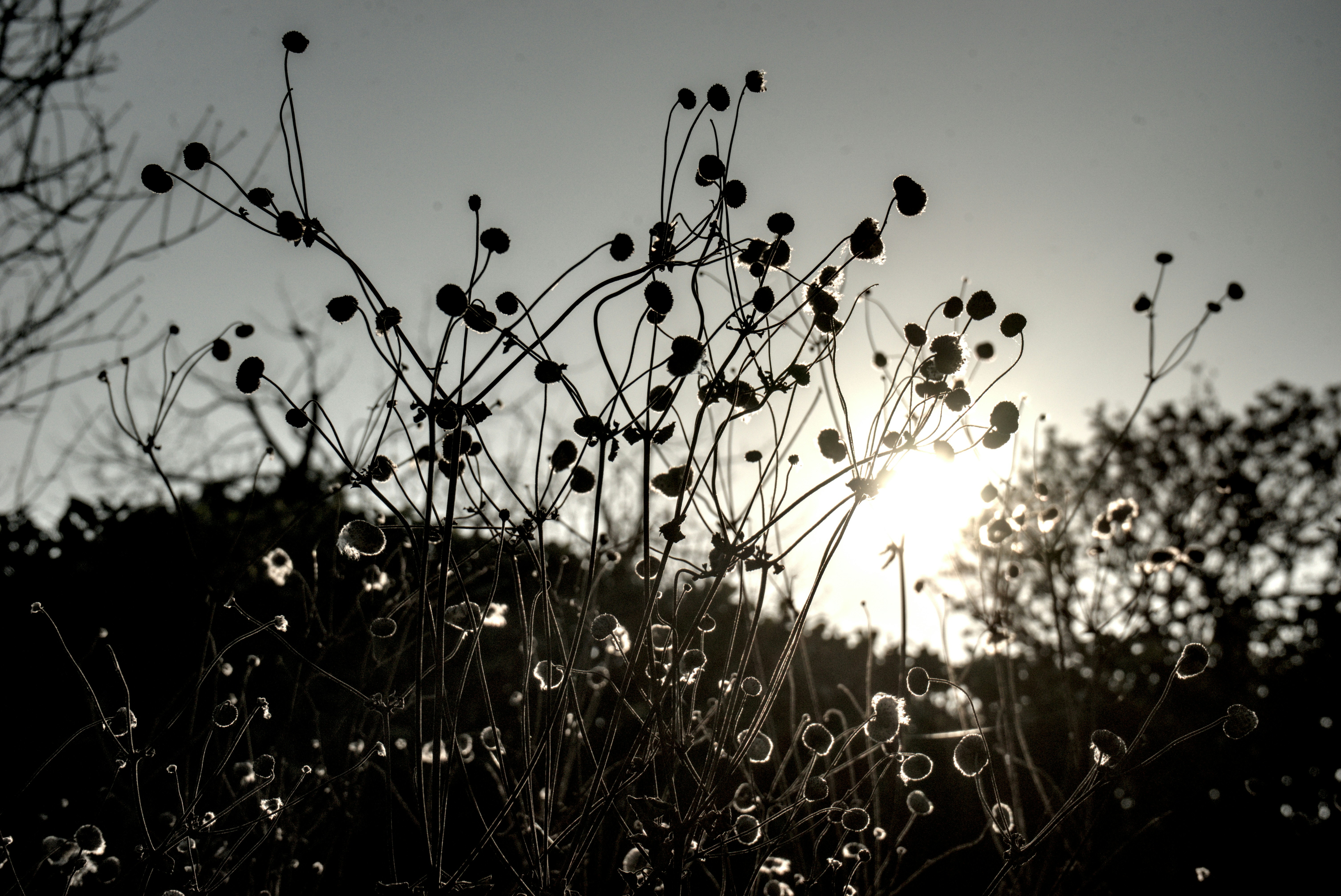 Sunlit Seed Heads: Silhouettes in a Quiet Dusk