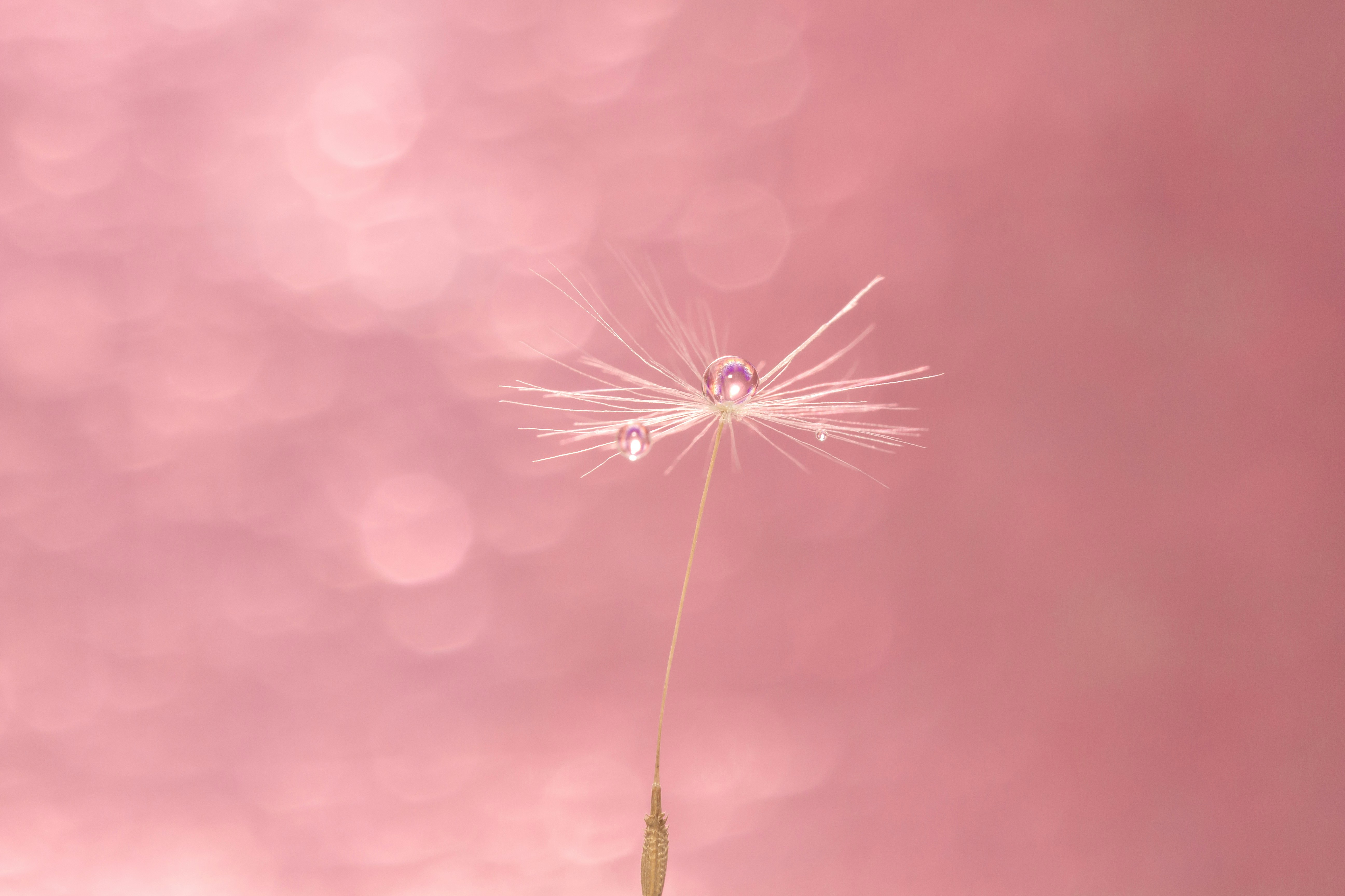 Dandelion with Dew: A Quiet Pink Prelude