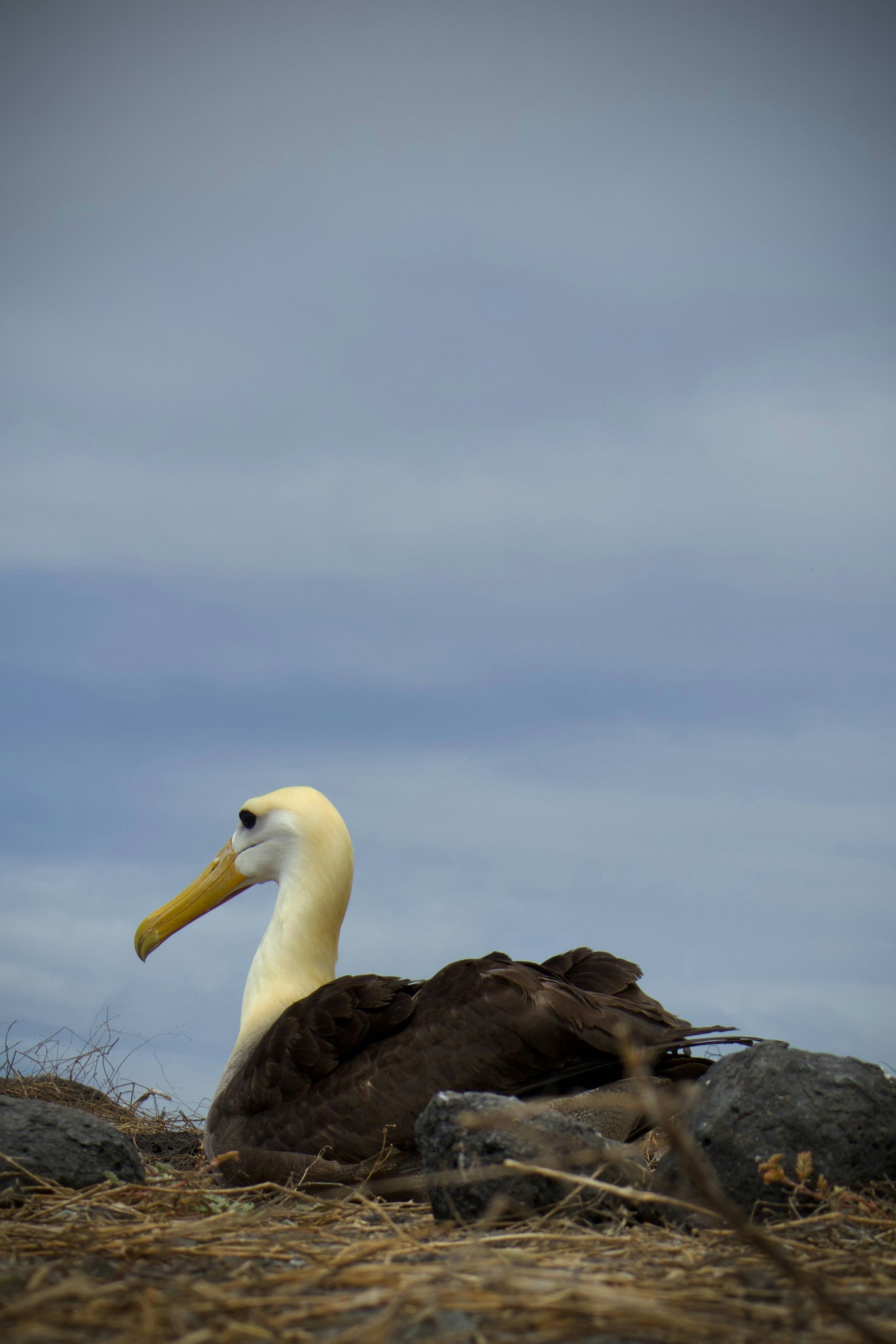 Seabird Sentinel: A White-Headed Gull Resting Above Shingle and Rock