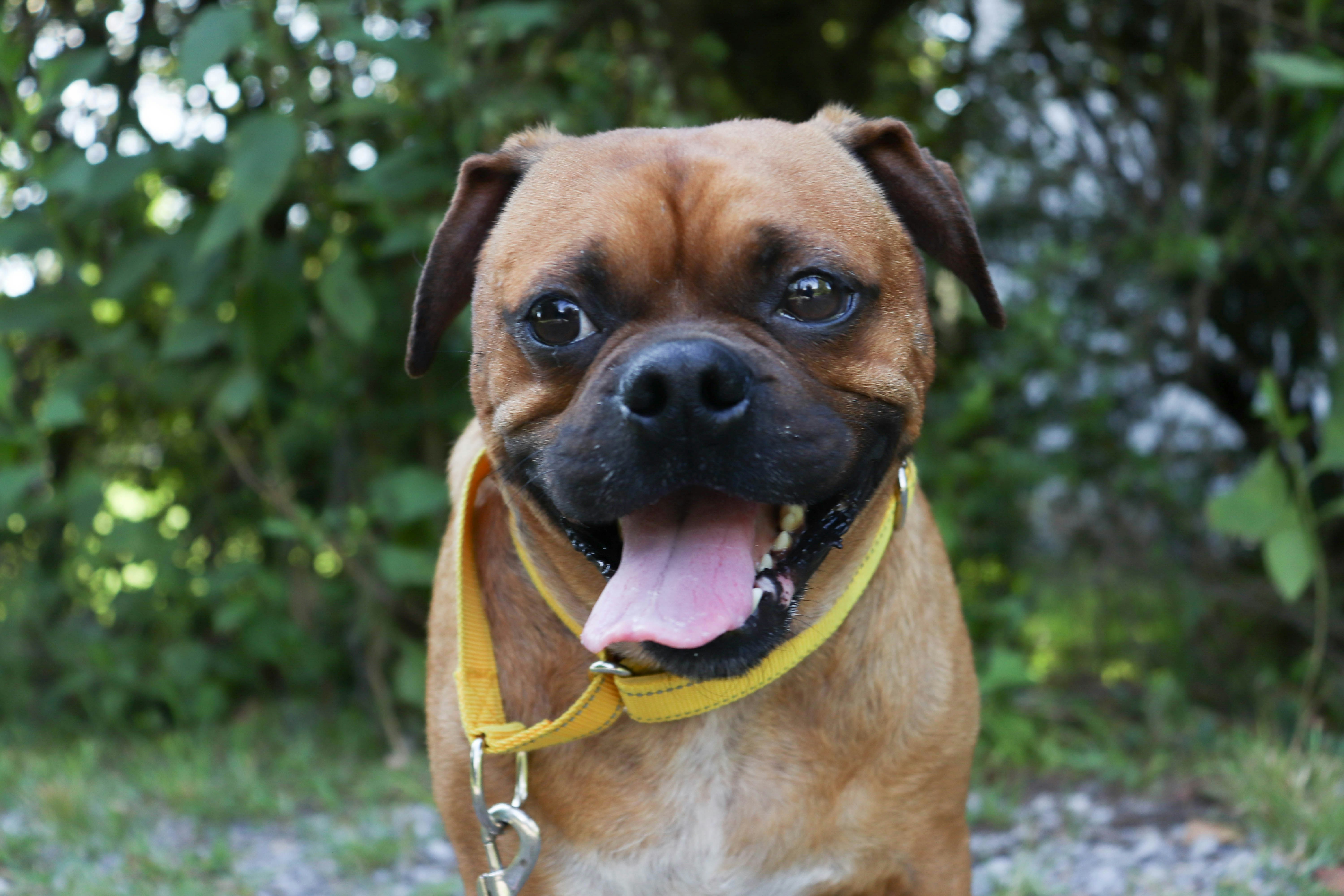 Smiling Pup in a Sunny Yard