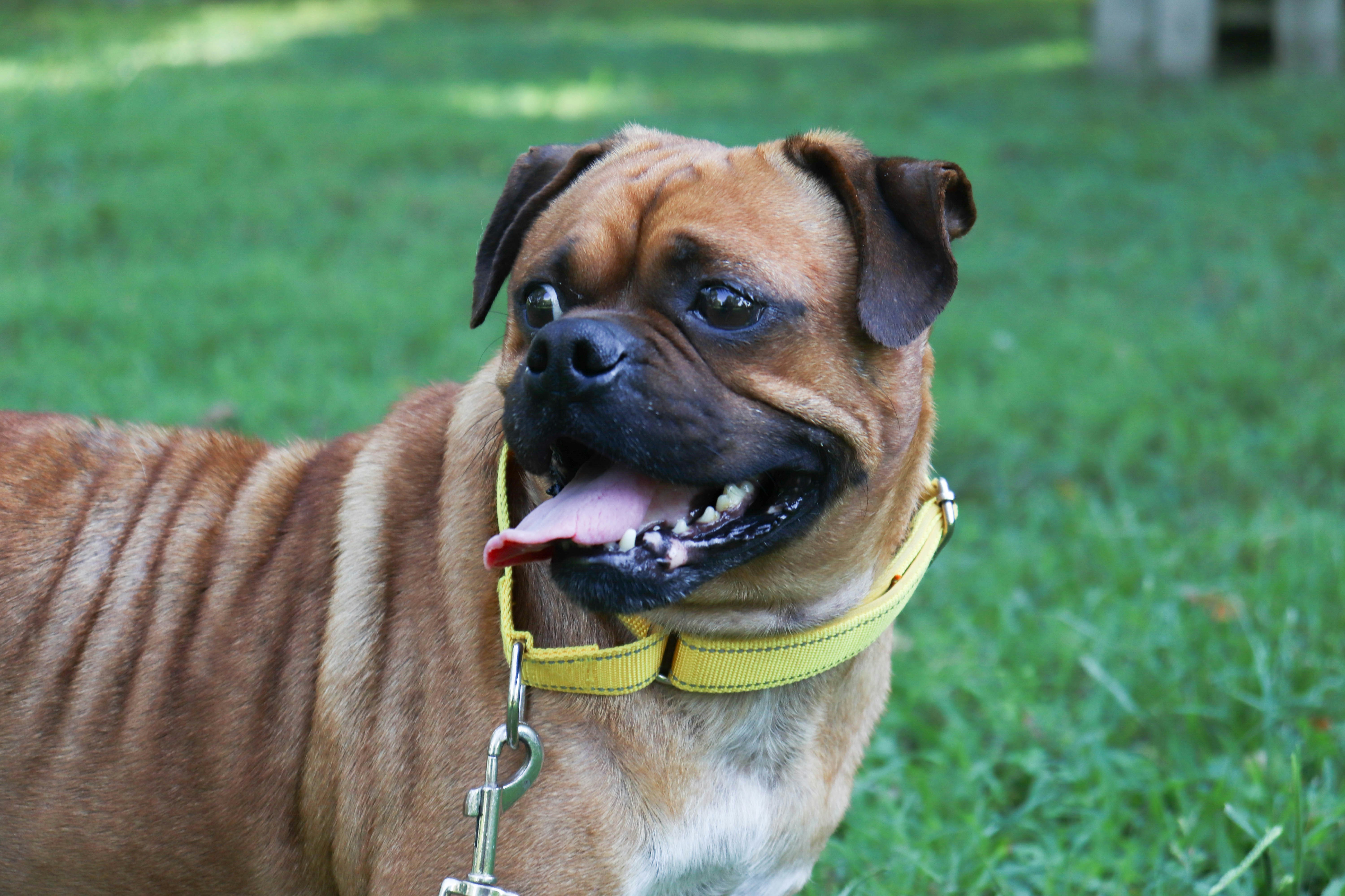 Grinning Hound in Sunlit Park
