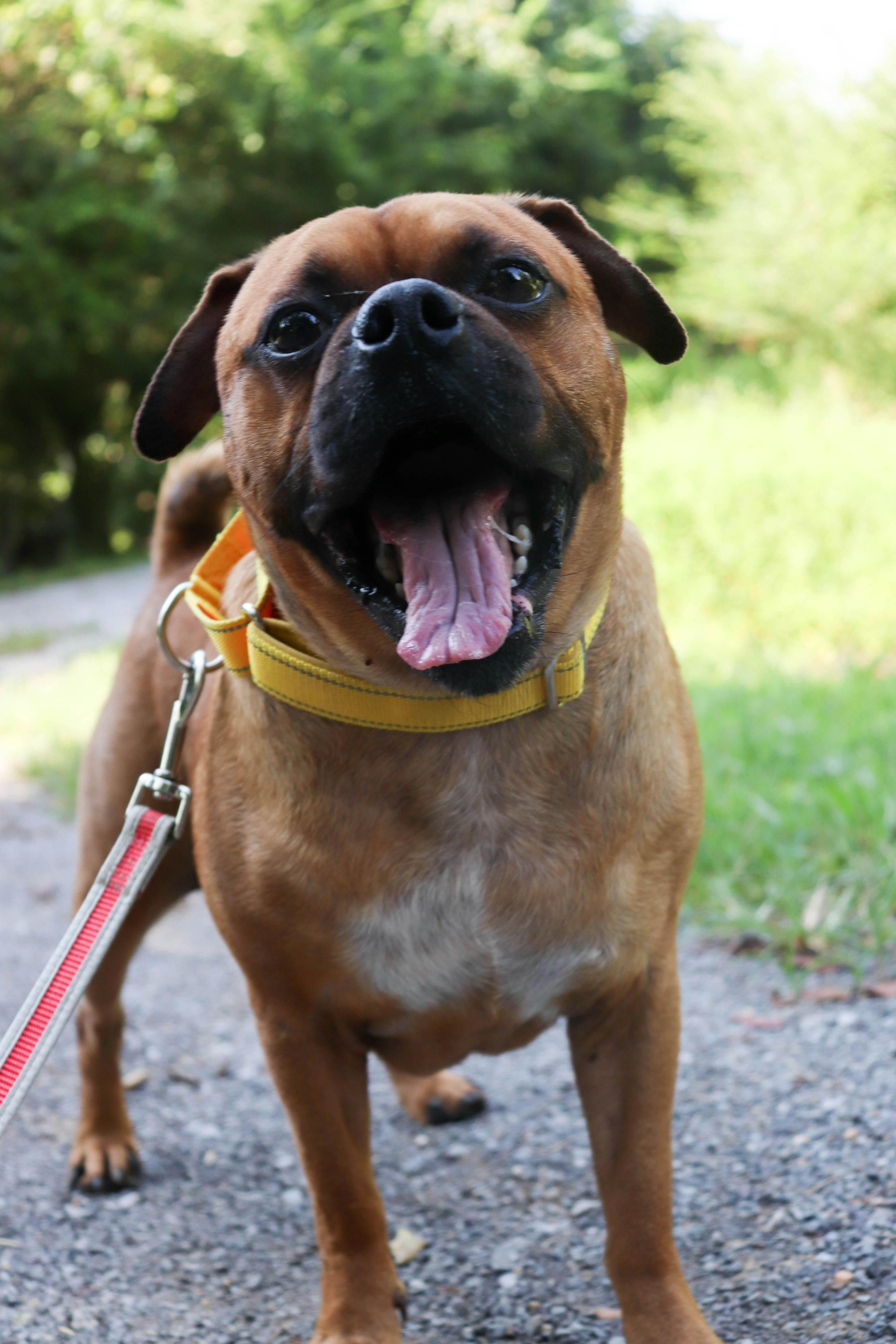 Wide-Eyed Wag: A Grinning Hound on a Graveled Path