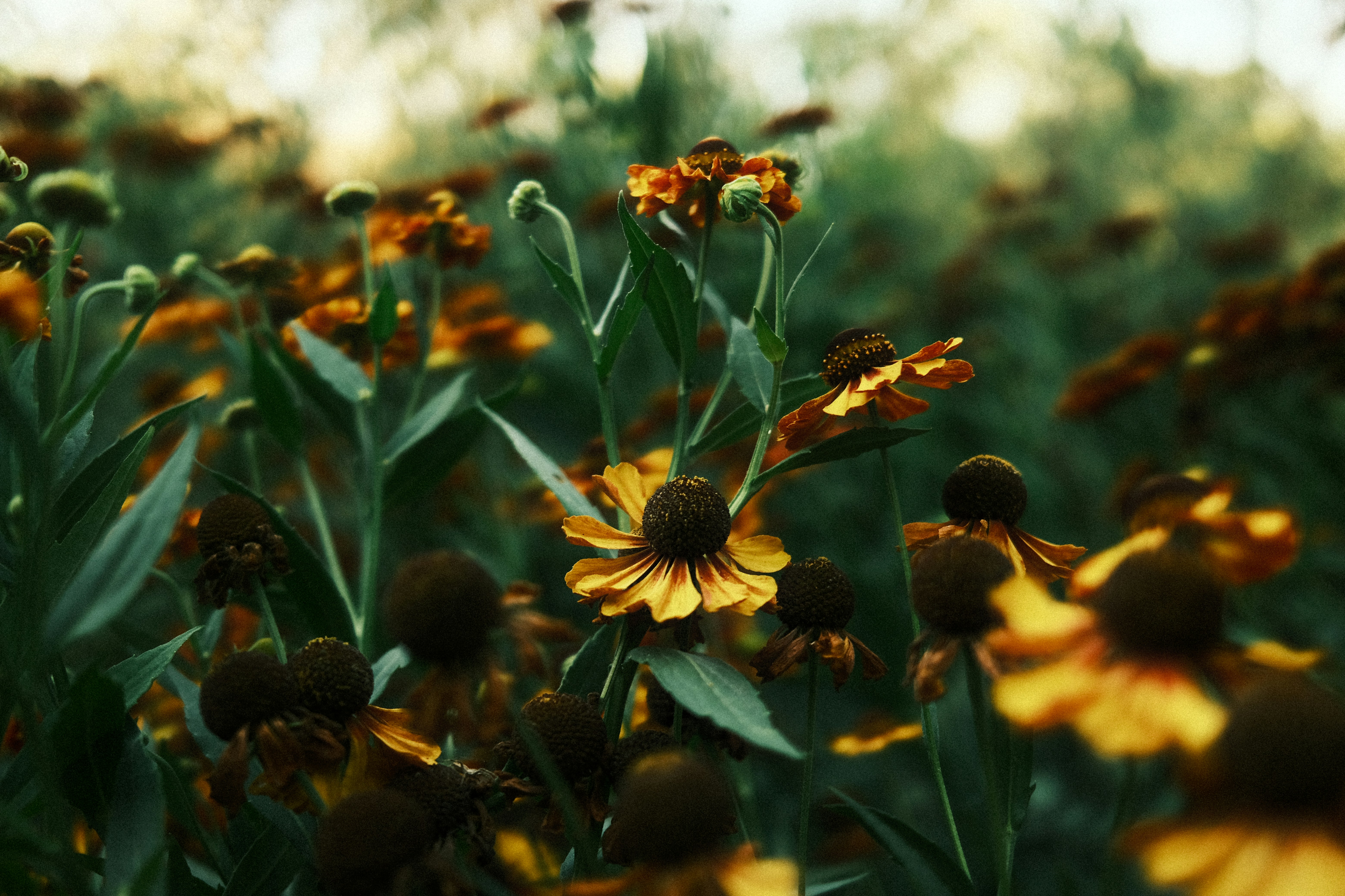 Golden Bloom in a Shaded Meadow