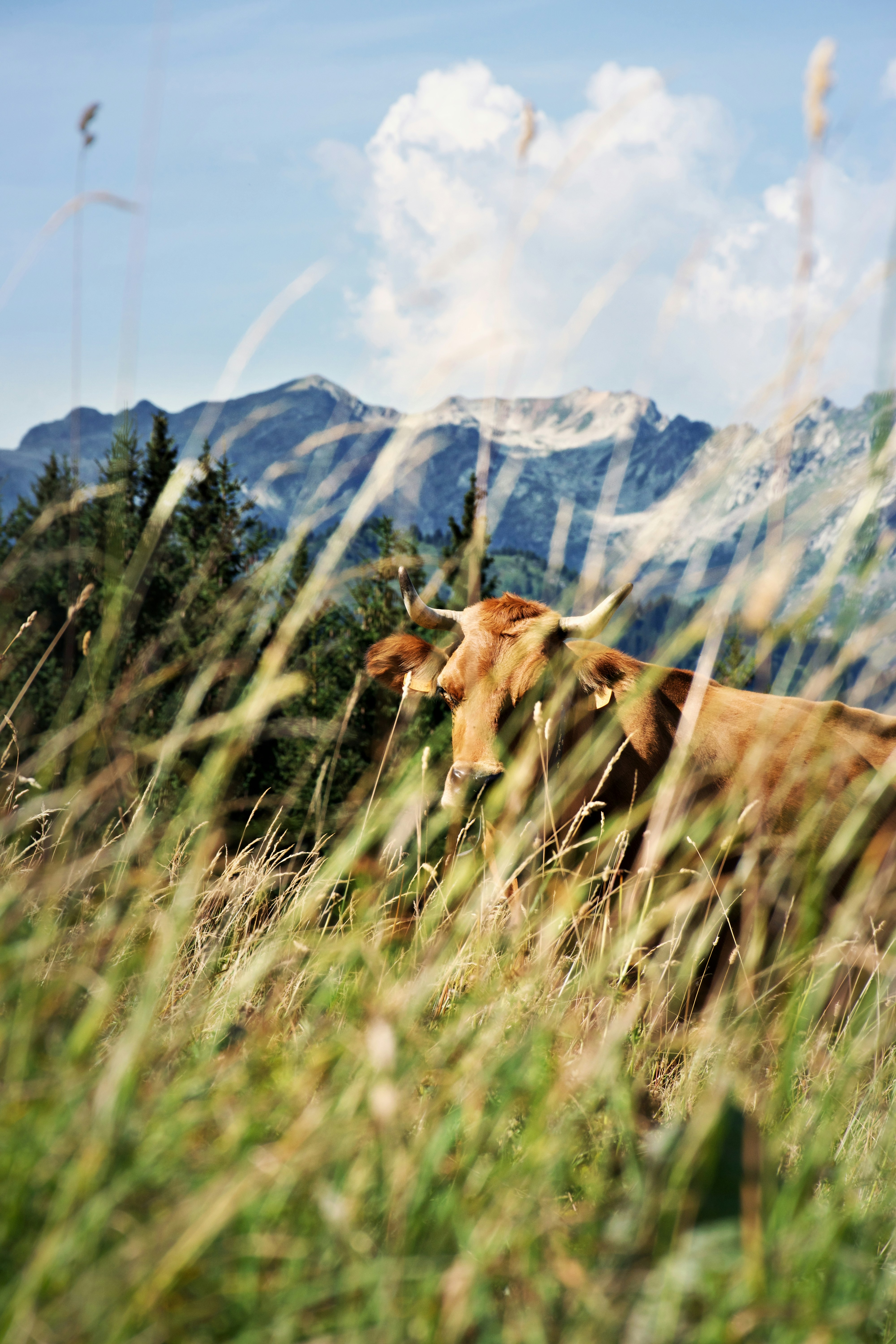 Brown cow stands in a sunlit meadow with tall grasses in the foreground and rugged mountains under a blue sky in the background.