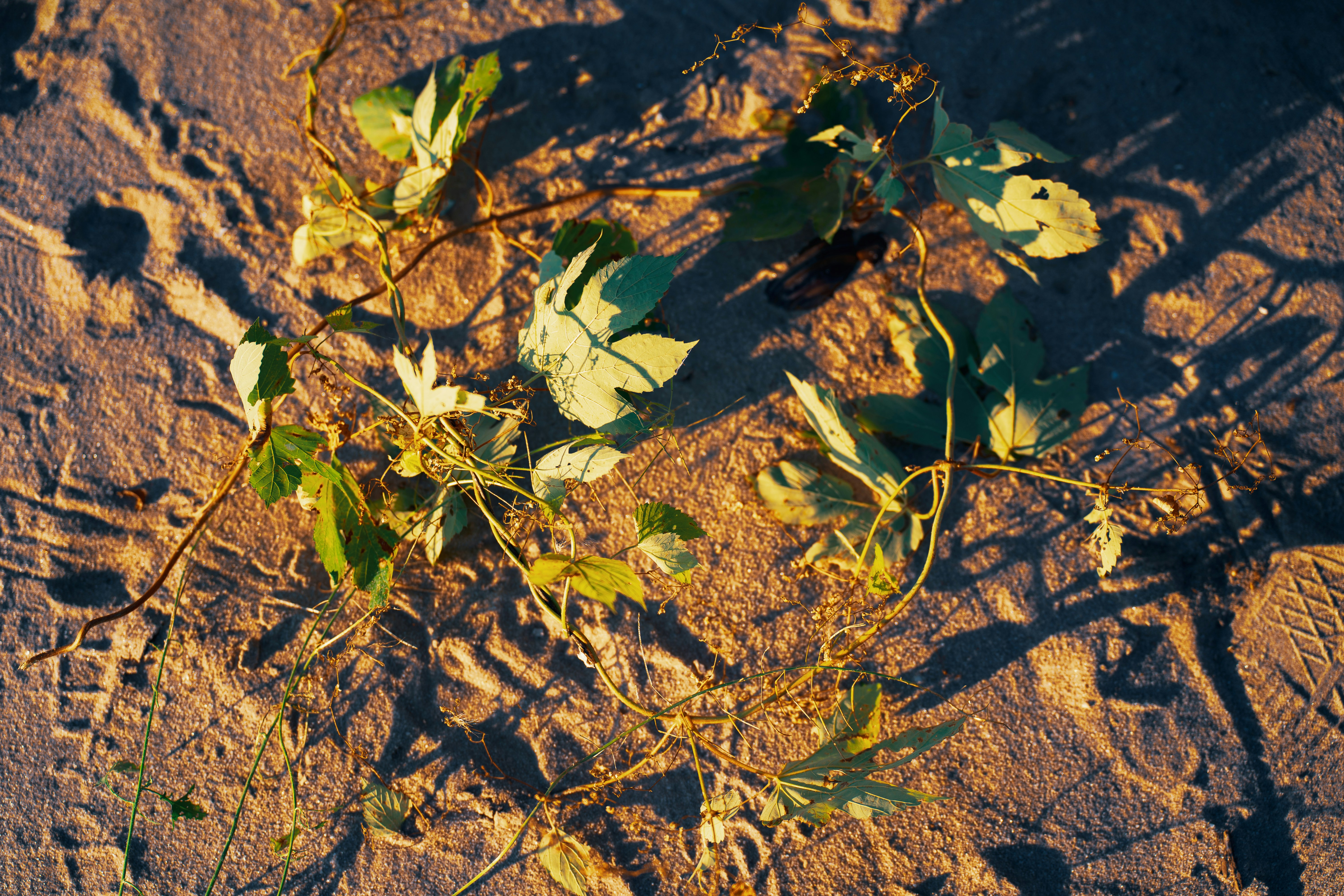 Sprout of Resilience: Sunlit Ashes and Green