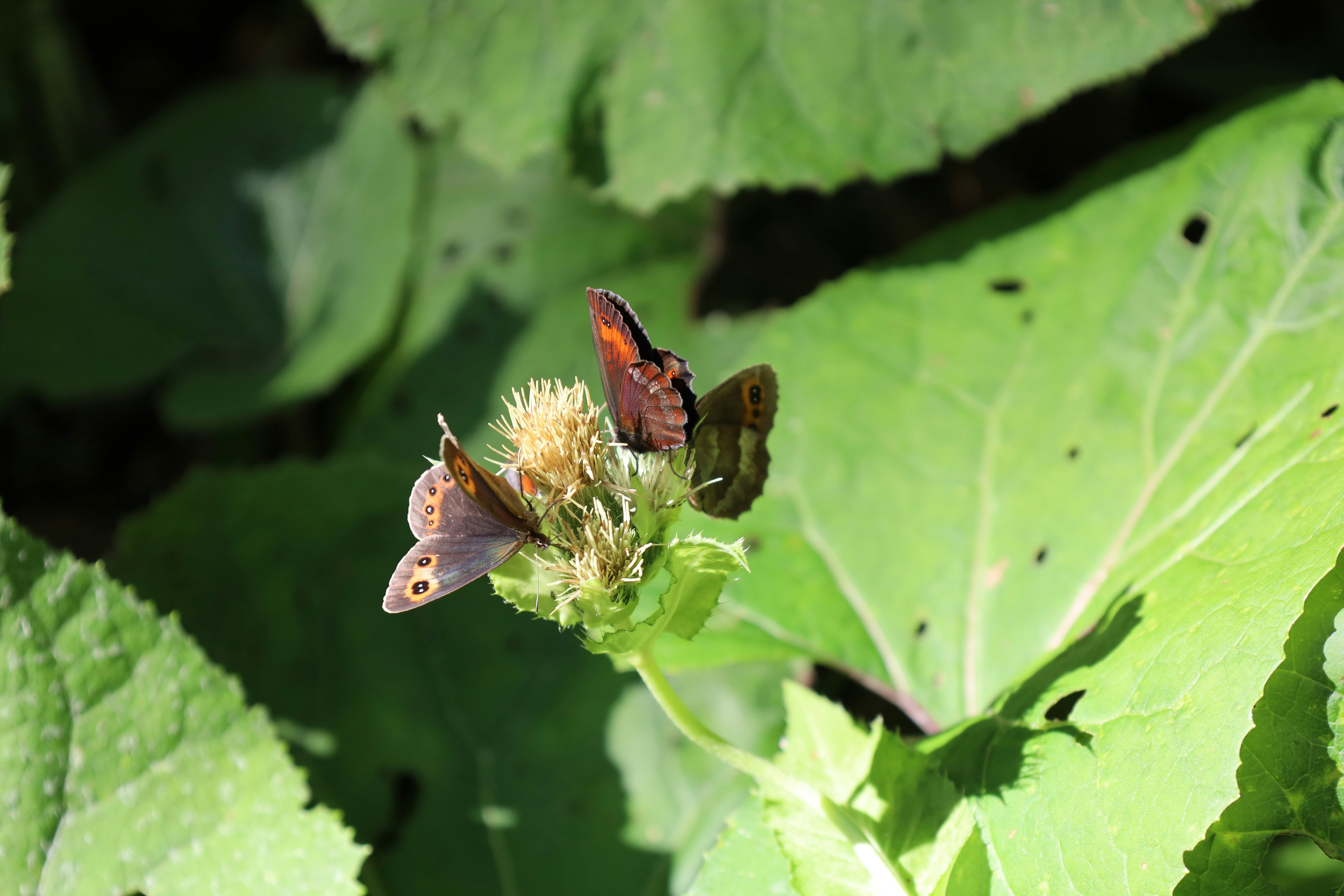 Three Butterflies on a Bud: Brief Pause in the Green Spotlight