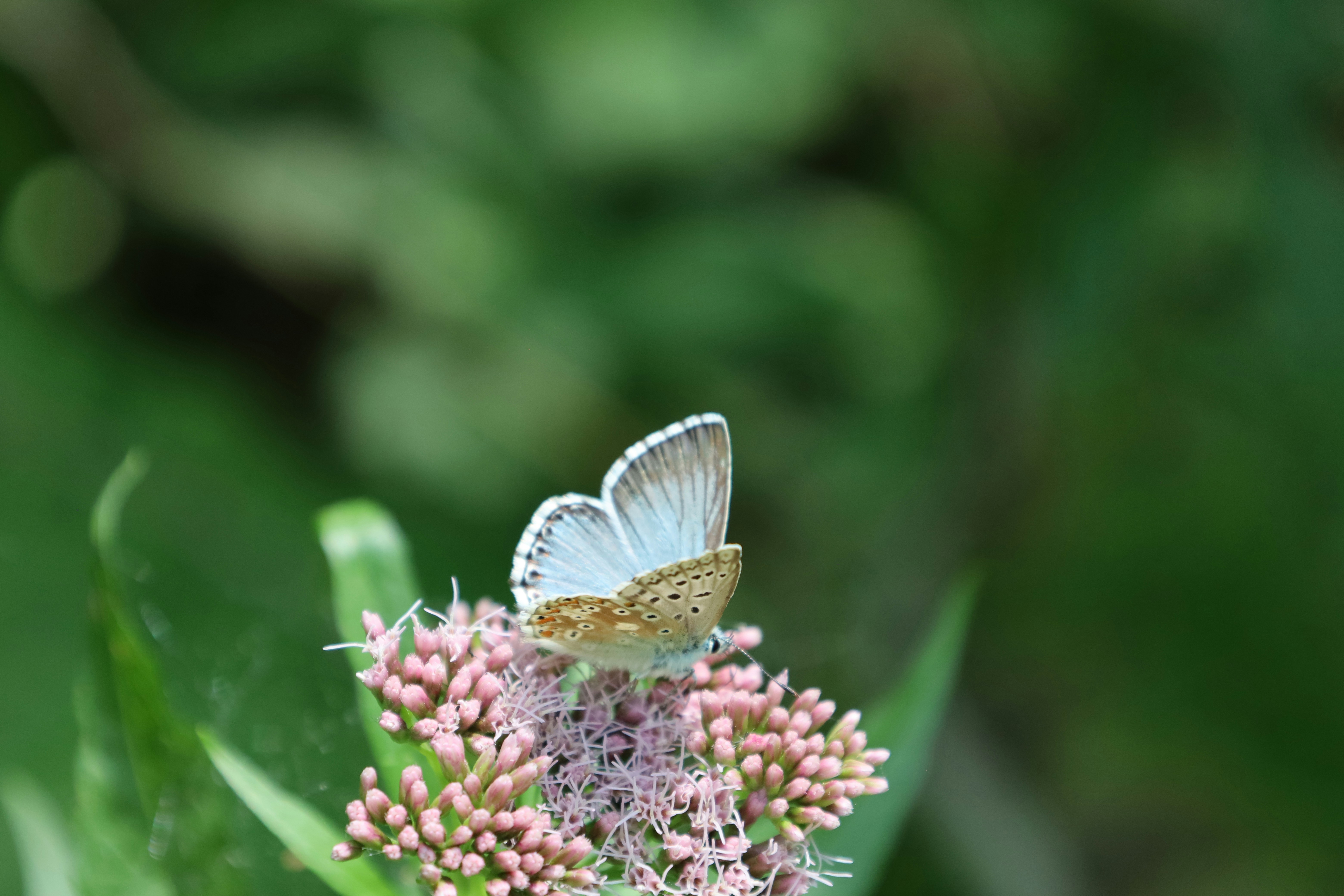 Delicate Blue-silver Butterfly on Pink Cluster