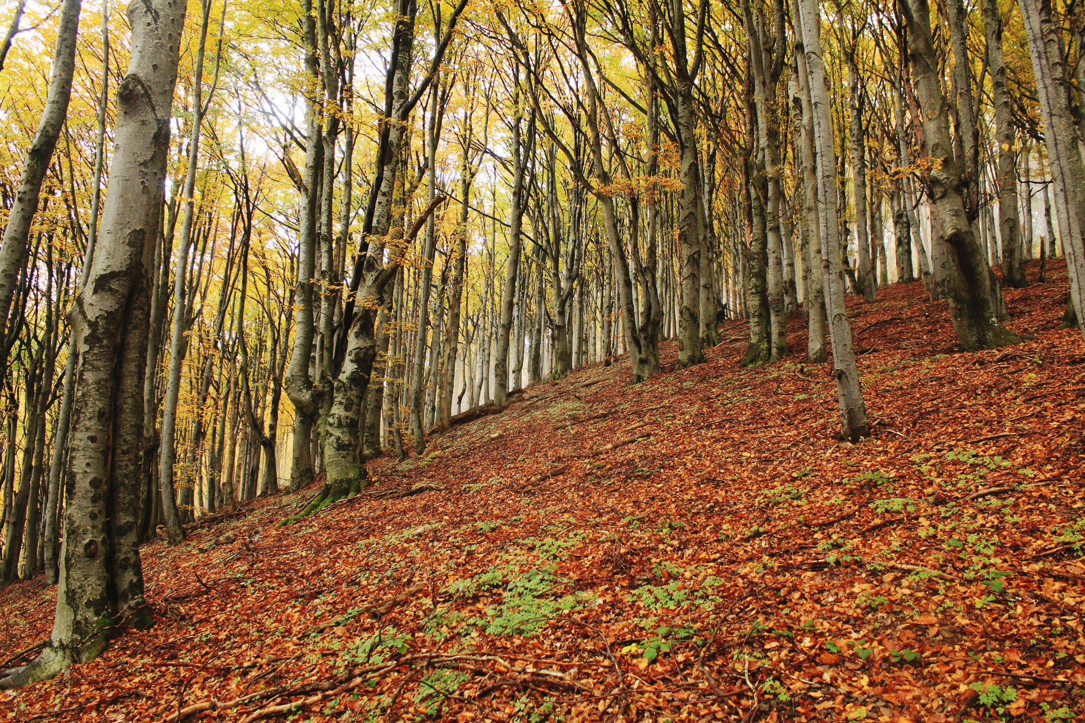 Autumn Whisper: Slope of Gold and Bark