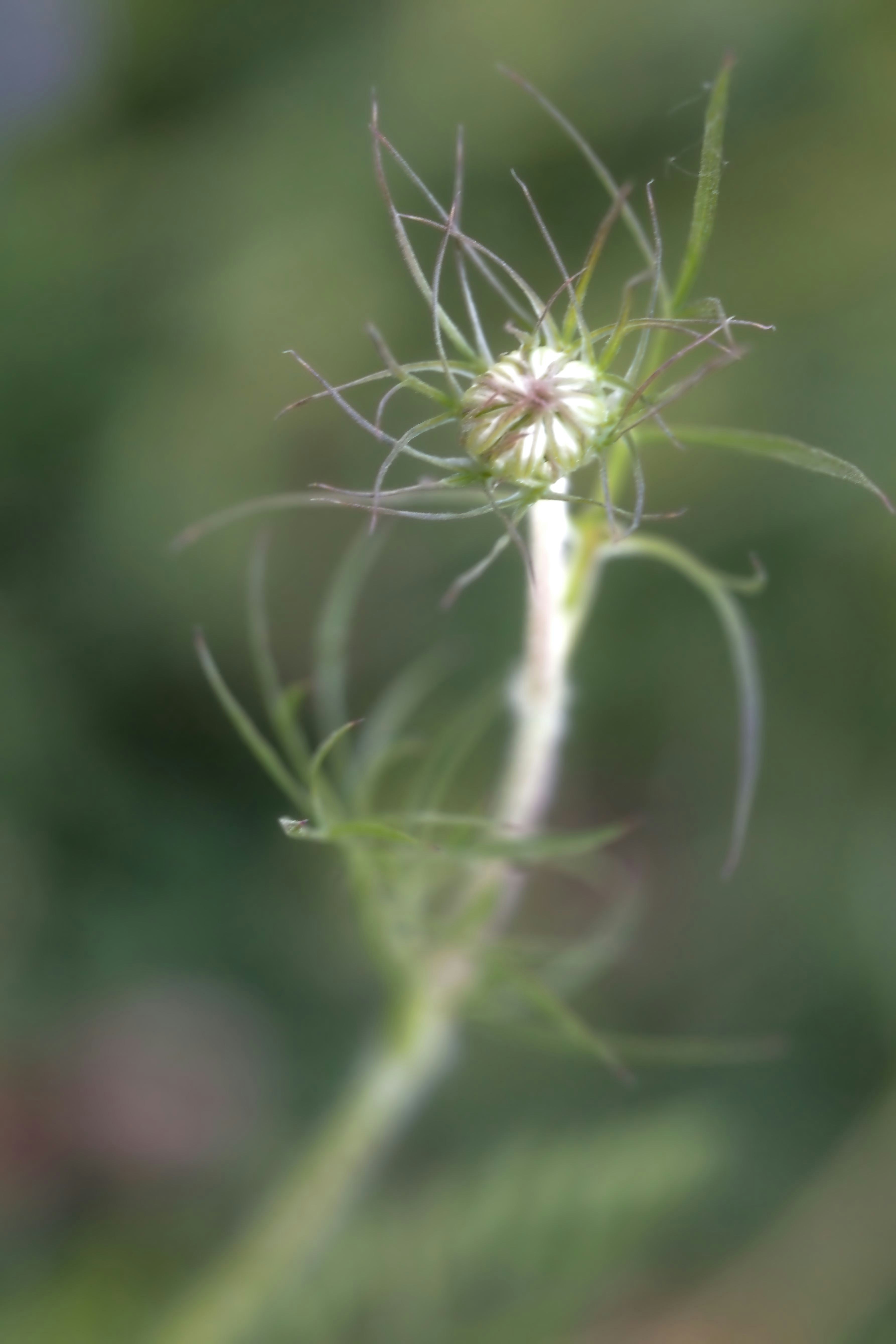Delicate Seed Pod Reaching for Light
