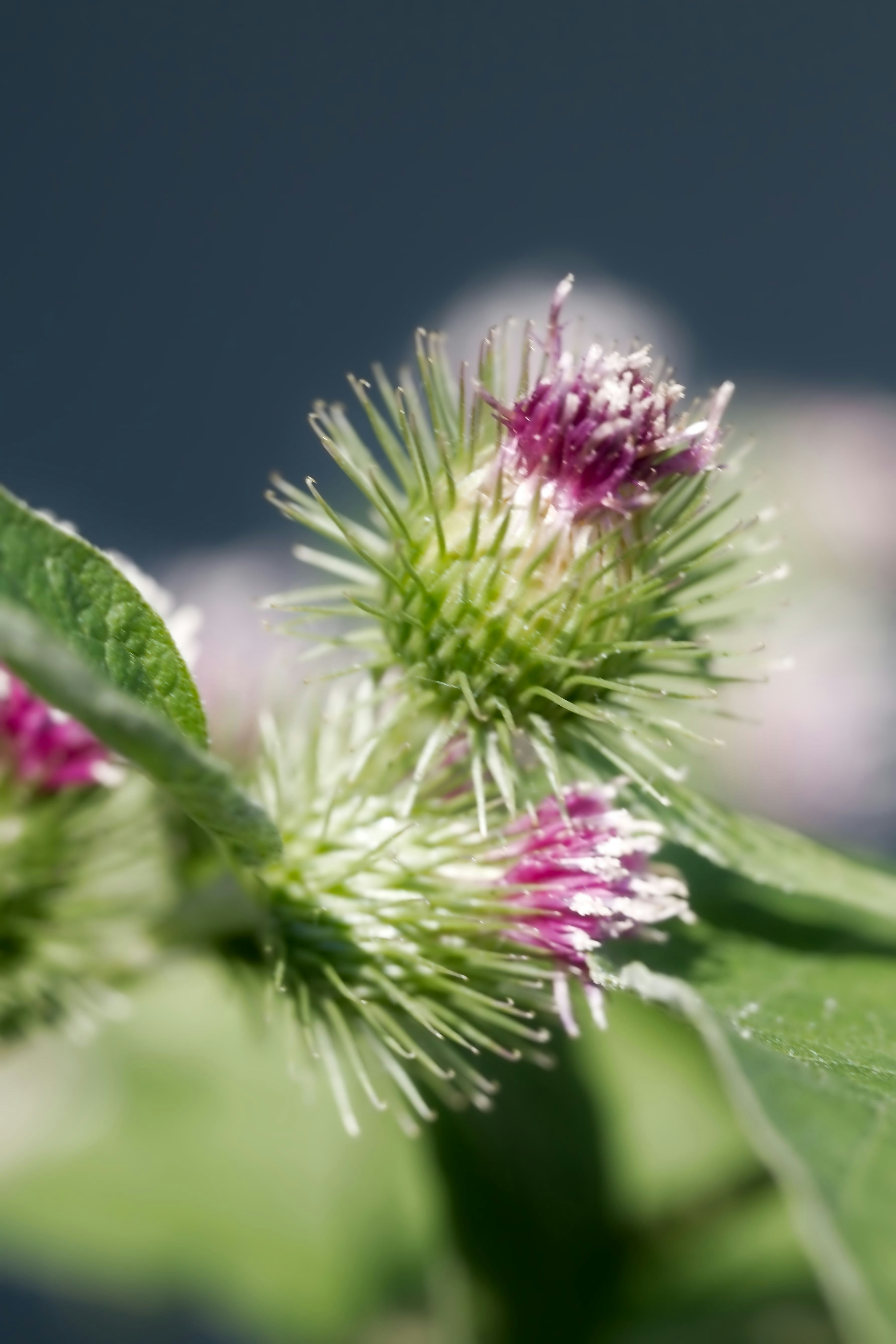 Spiked Bloom in Soft Backdrop