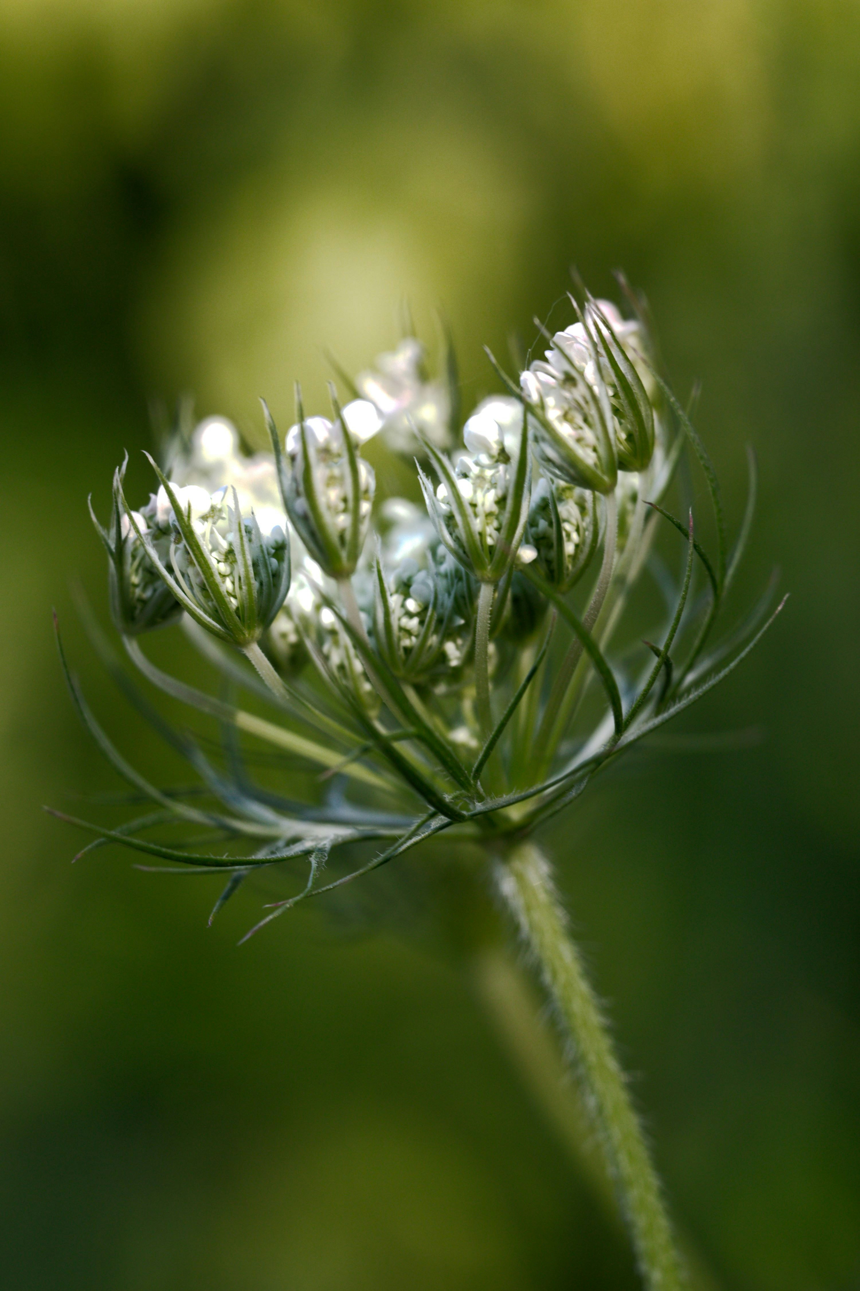 Macro Bloom: A Queen's Crown in Focus