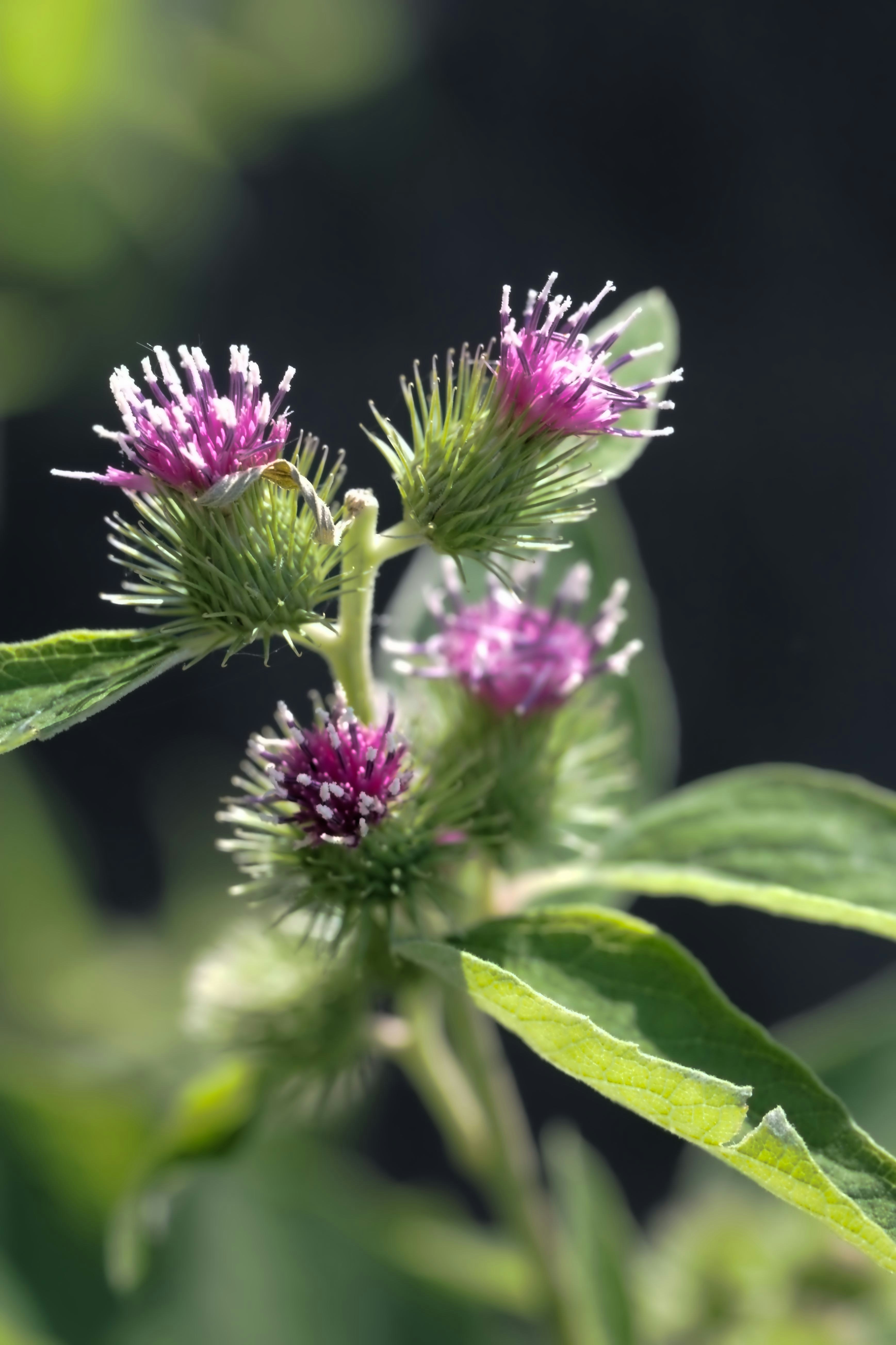 Pink-tipped thistles in soft focus bloom
