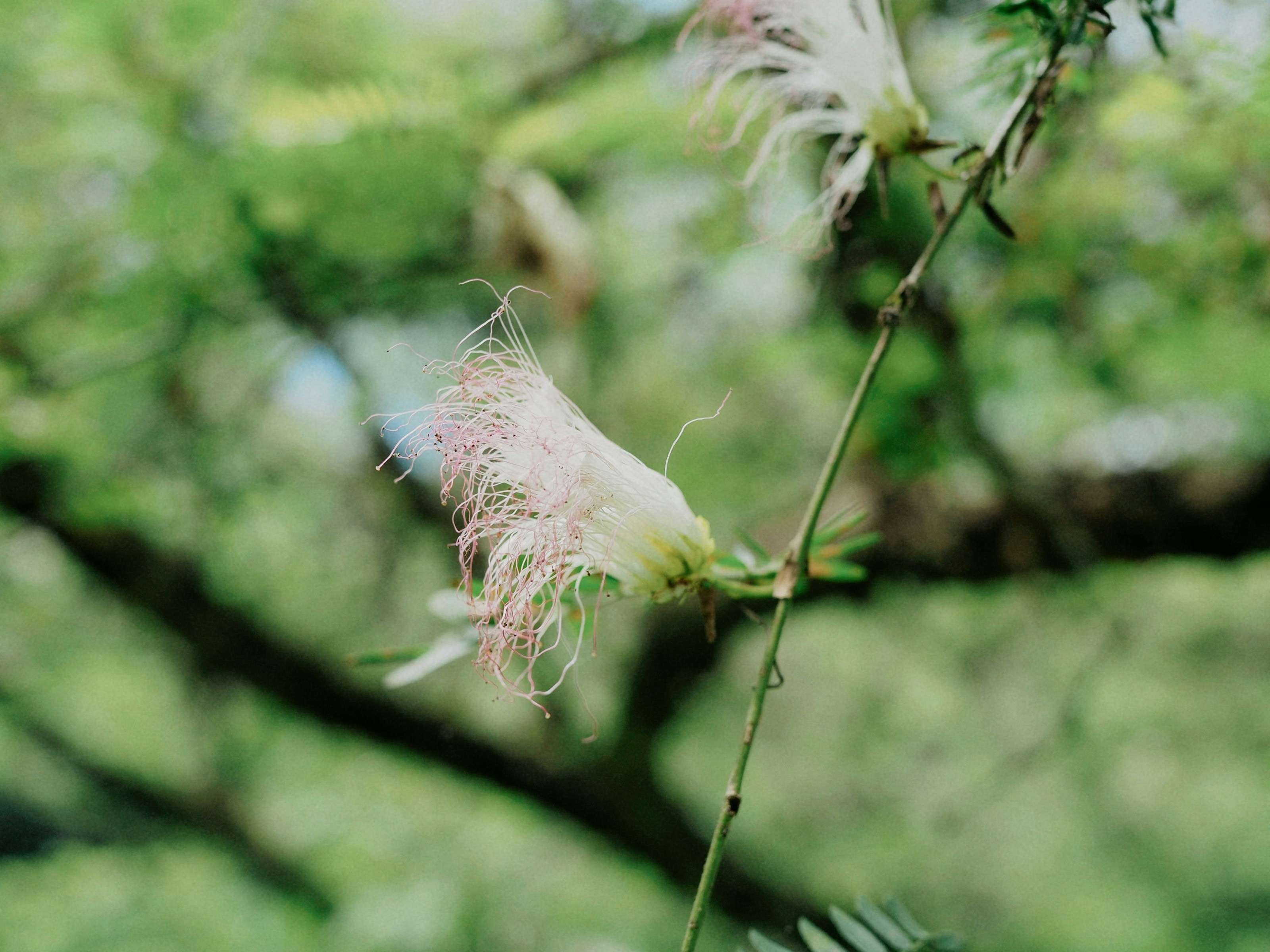 Blooming Silk: a close encounter with a feathery pistil against a whispering canopy