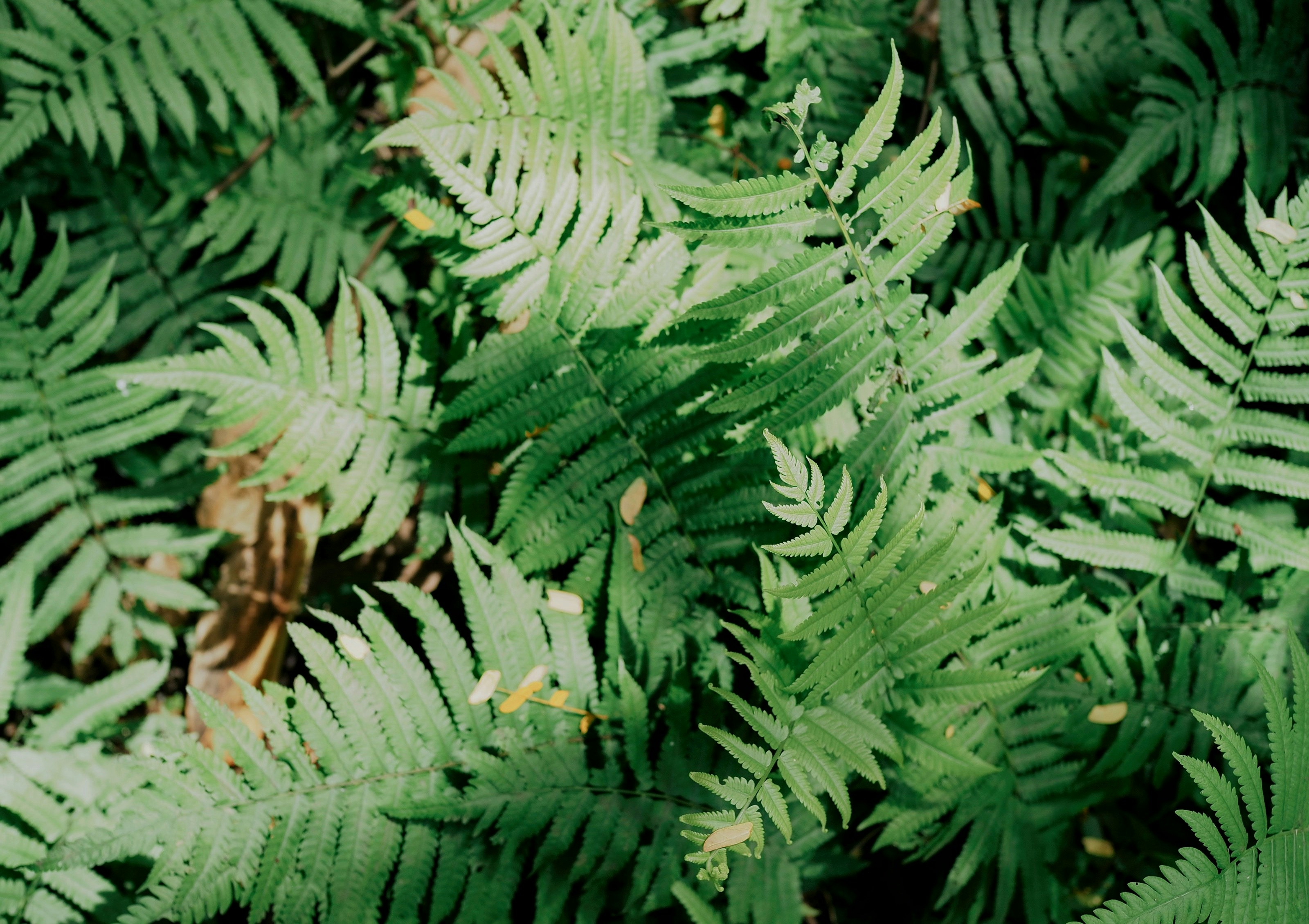 Verdant Fern Mosaic: Quiet Green Overlap