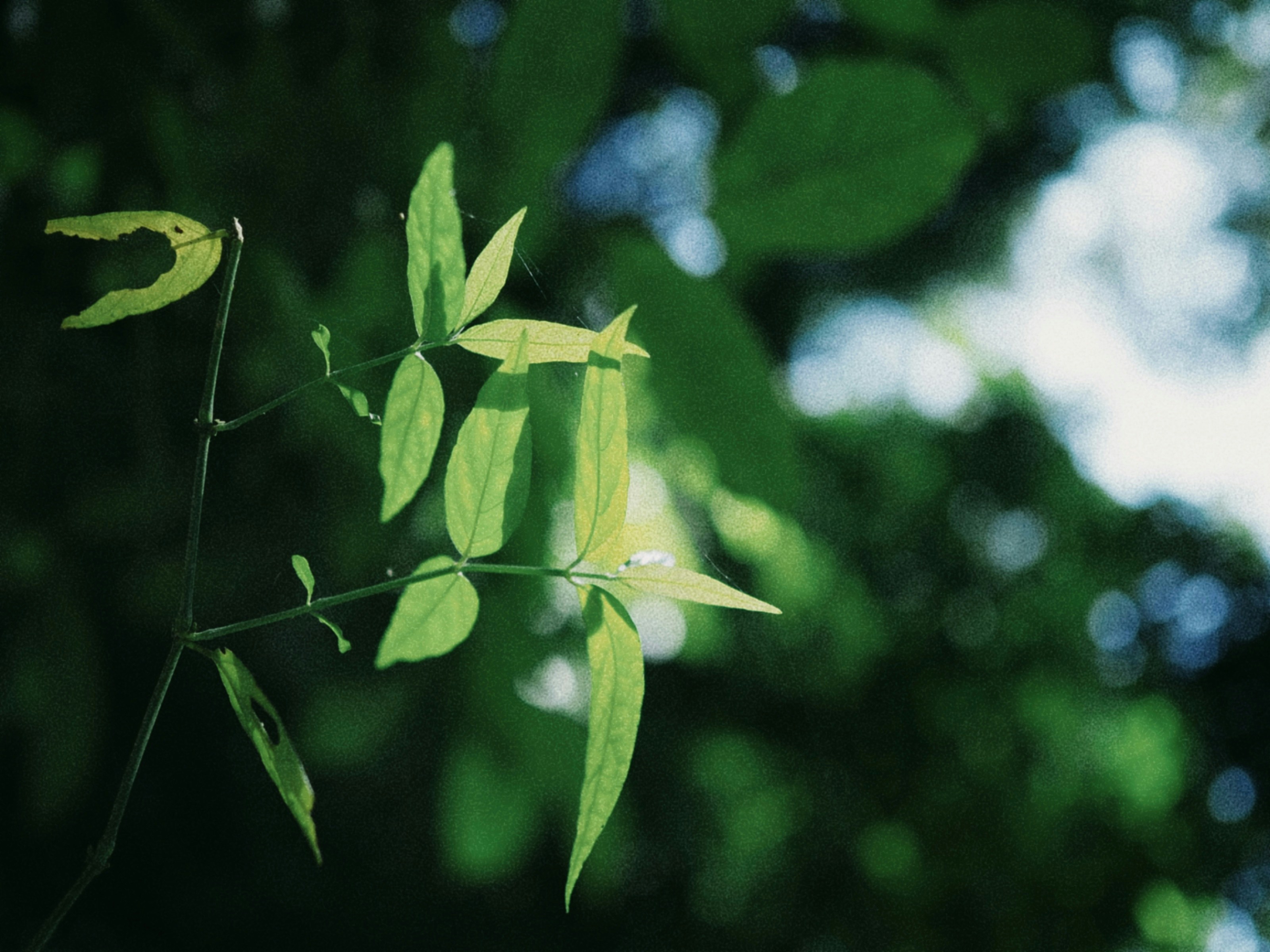 Green Climber in Focus: A Tender Leaf Scene