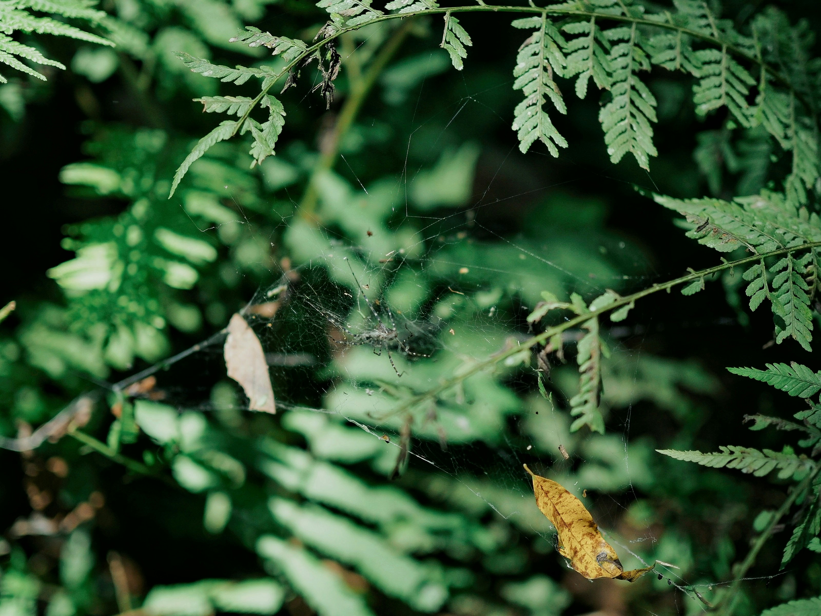 Spider Silk Between Ferns: Hidden Web in a Green Lane