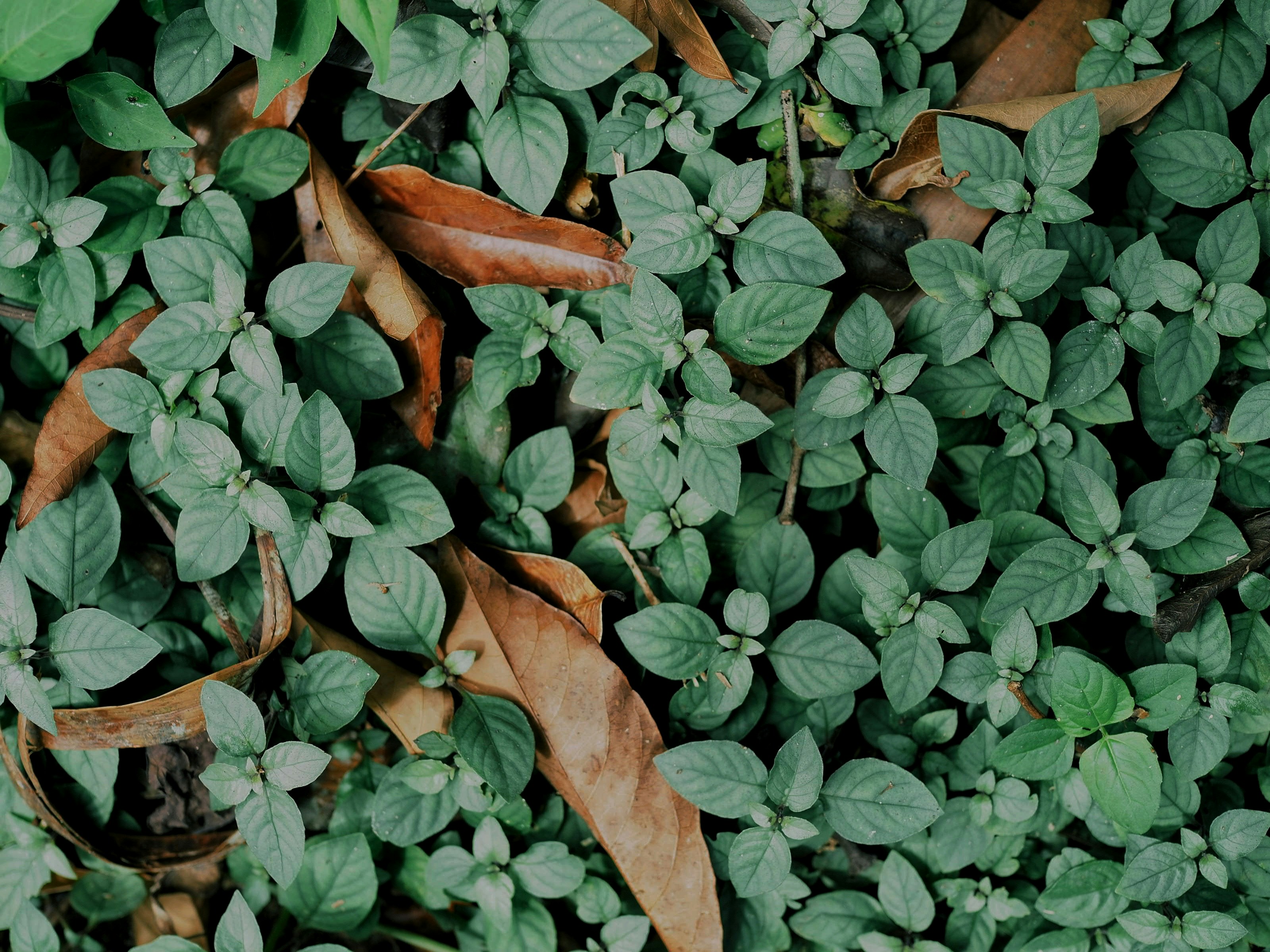 Verdant Carpet: Minty Leaves with Interlaced Autumn Fragments