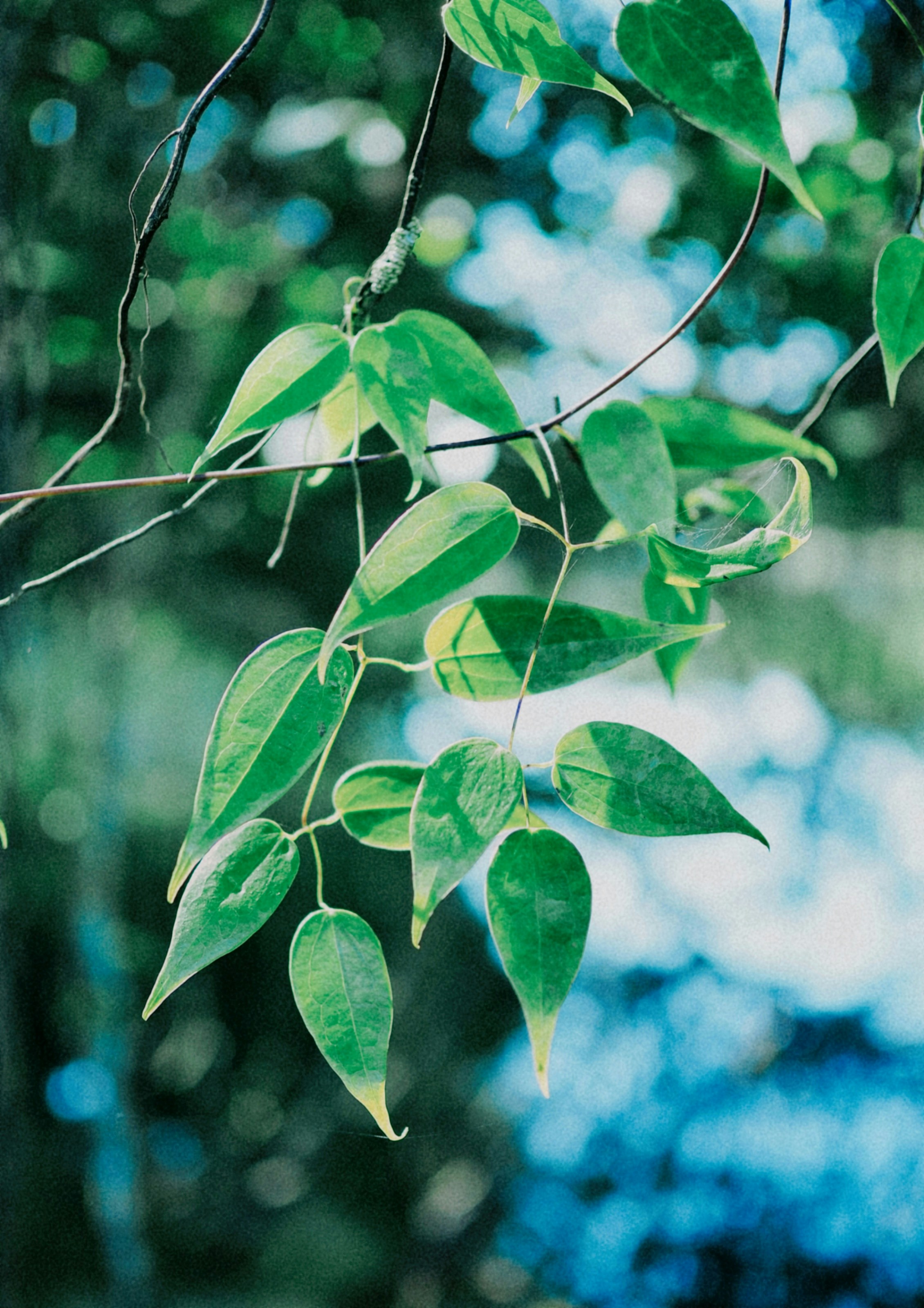Vine Cascade: Fresh Leaves Draped Across a Quiet Branch