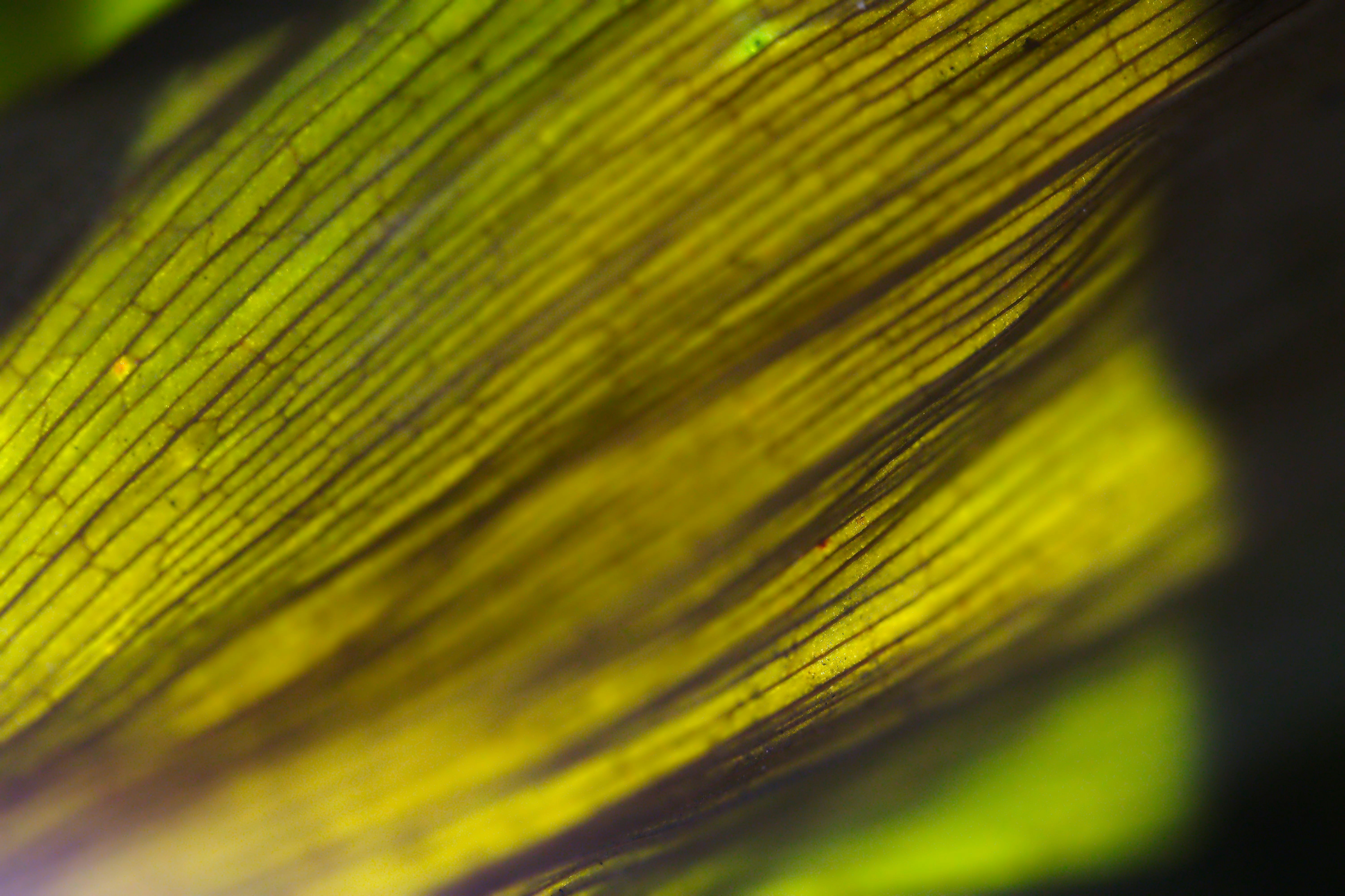 Golden Veins: Abstract Leaf Texture in Motion