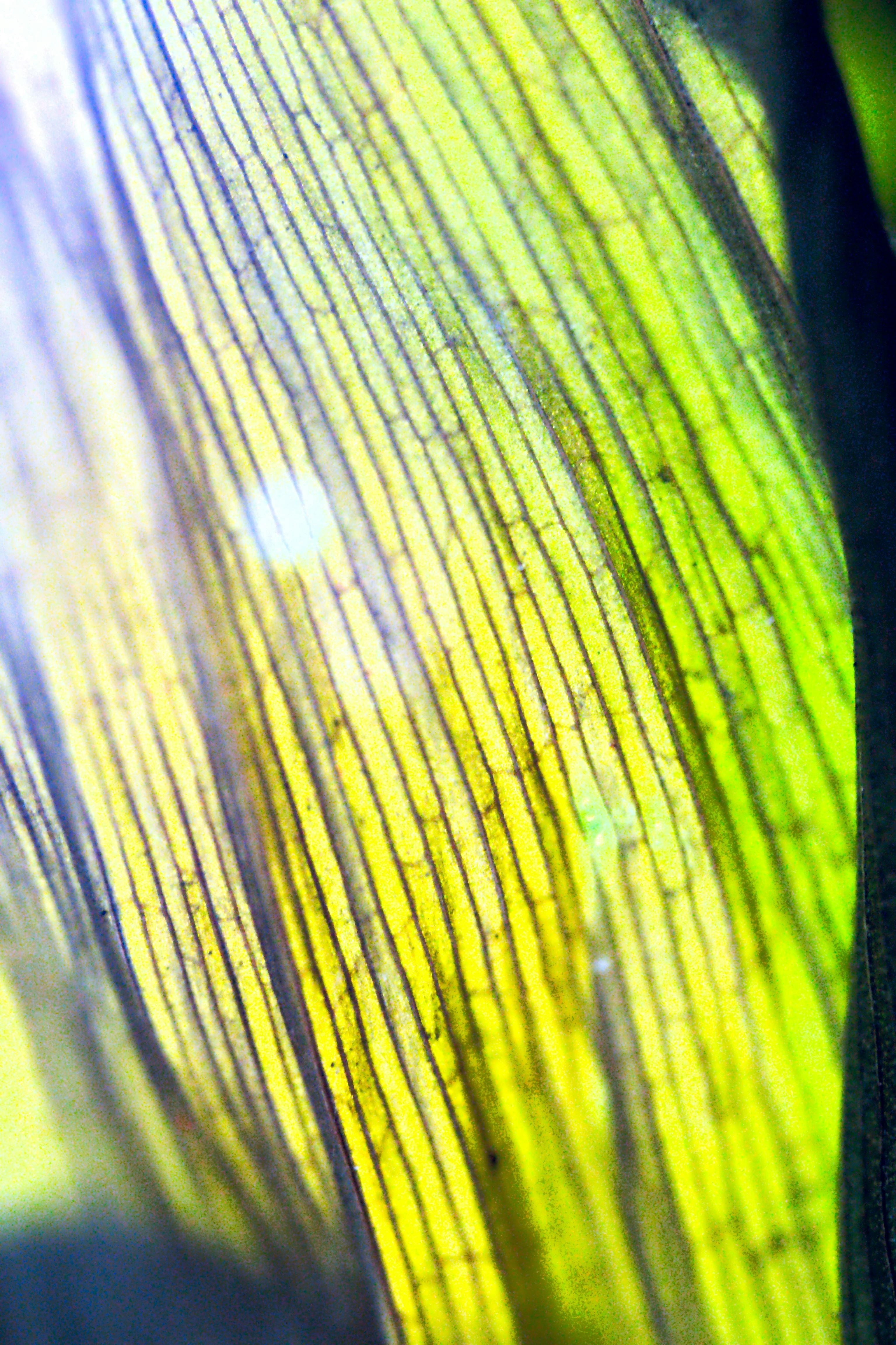 Vein Ledger: A Macro Portrait of Leaf Structure in Light