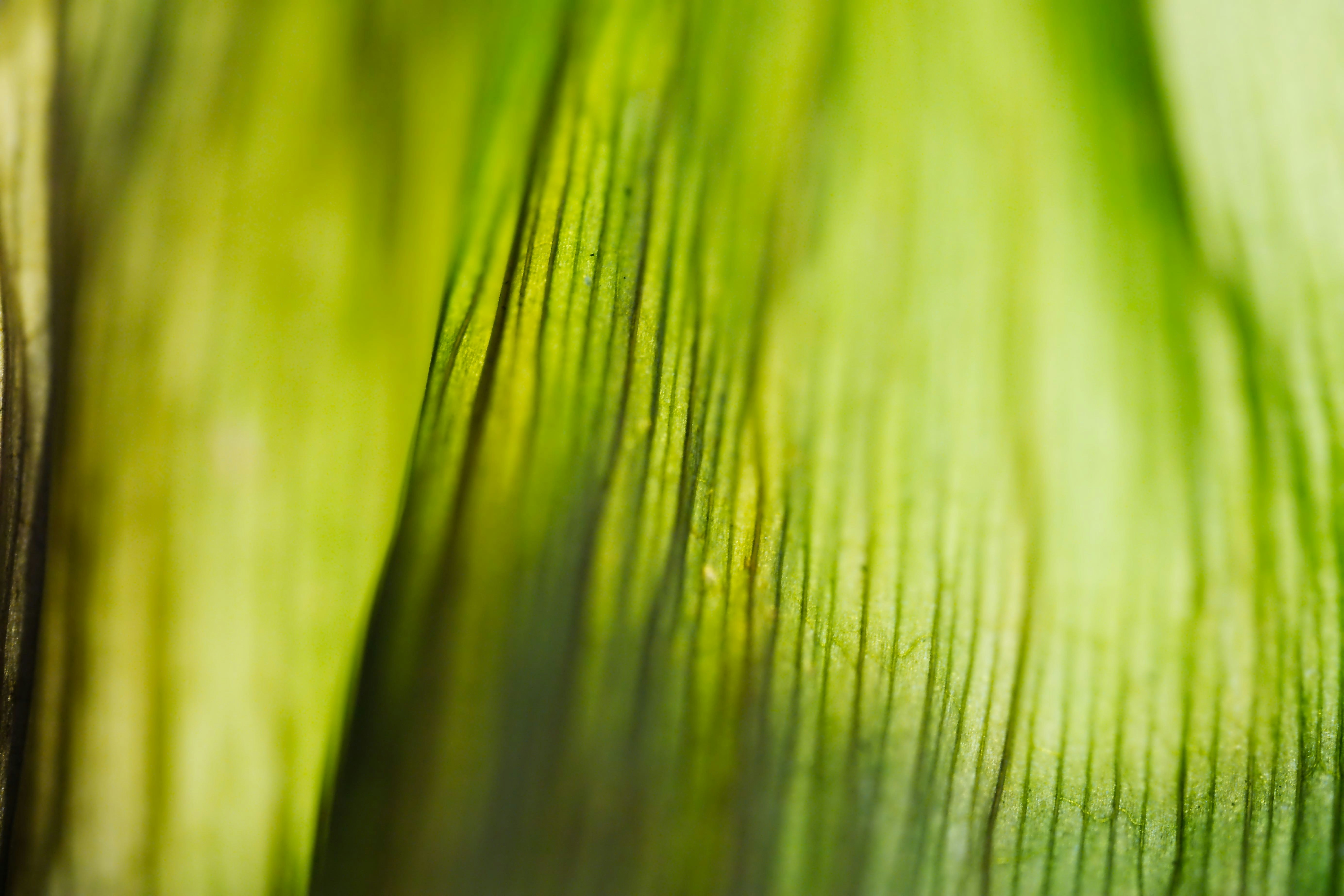 Emerald Vein: Close-up of Leaf Striations in Dappled Light