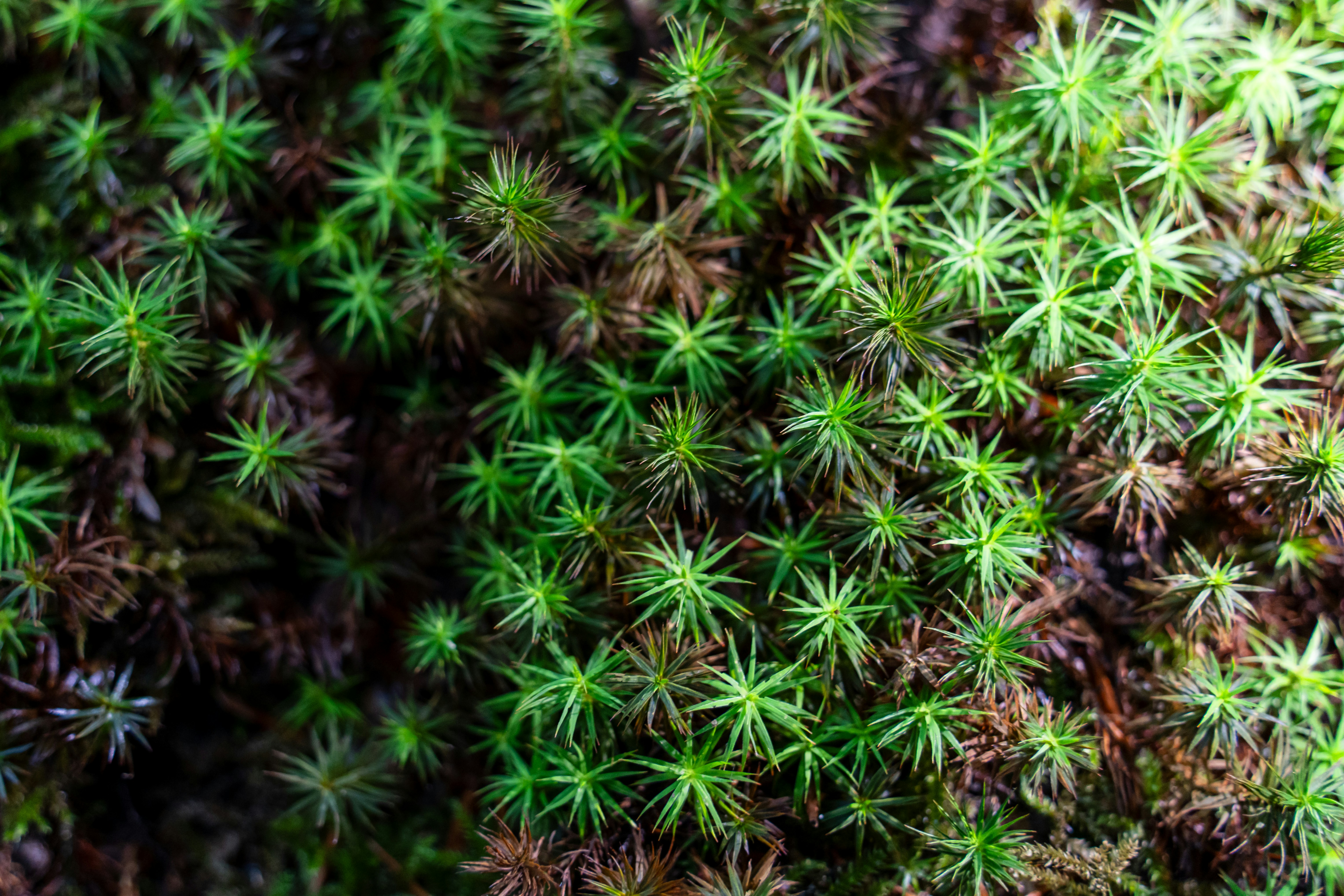Emerald Spires: a carpet of moss under subtle light