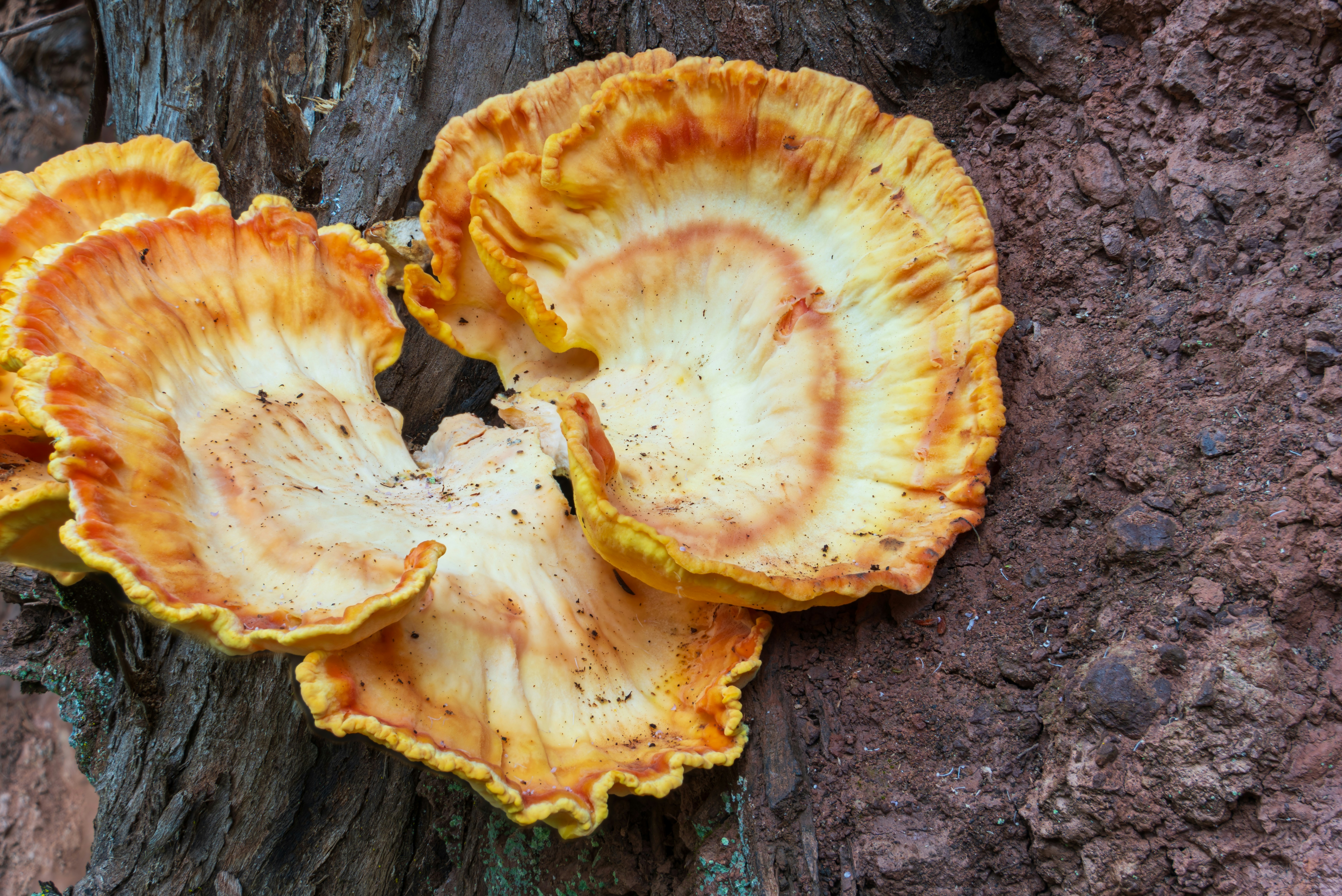 Orange Shelf Fungus Unfolding on Weathered Wood