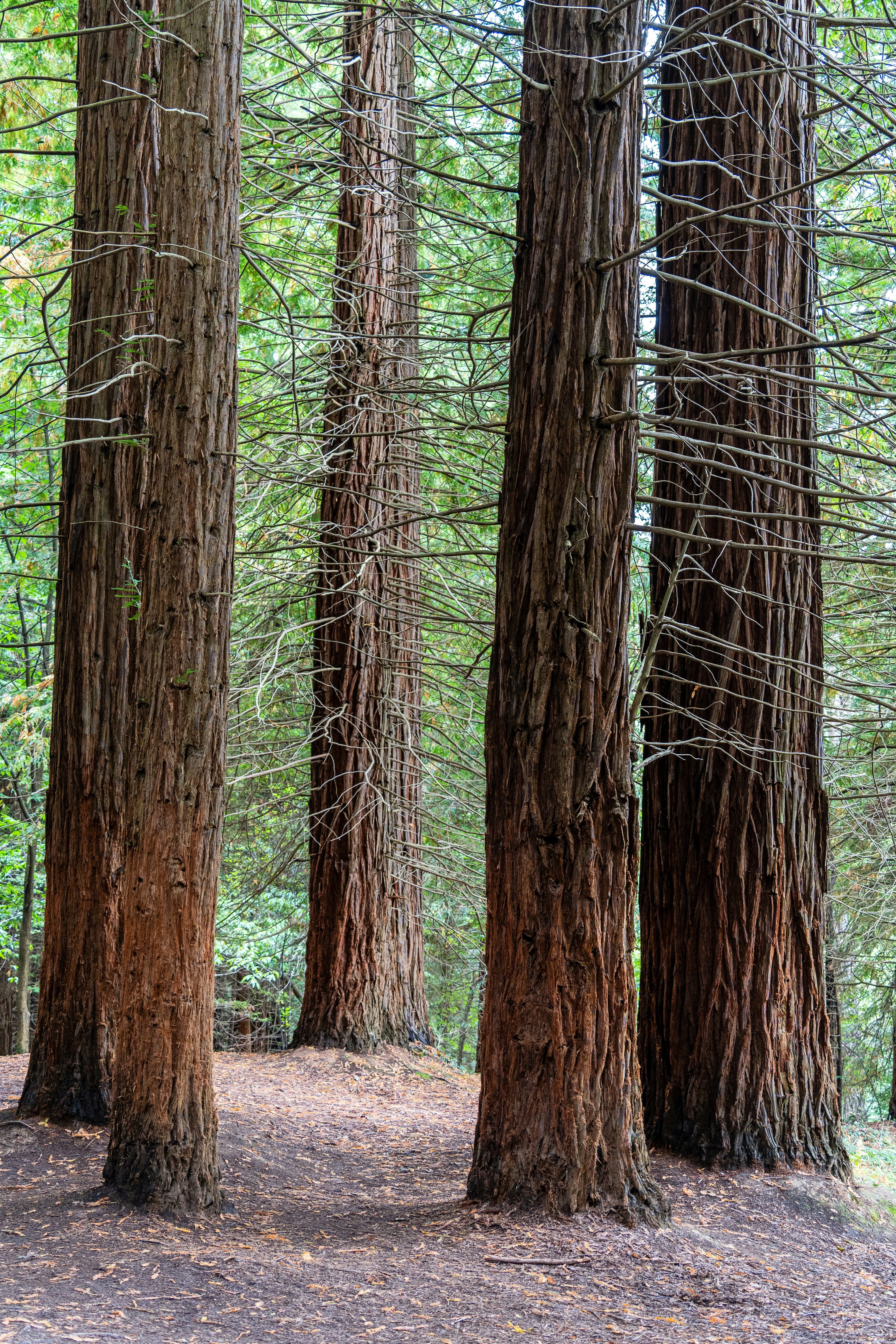 Trio of Redwood Cylinders: Quiet Sentinels in a Verdant Clearing