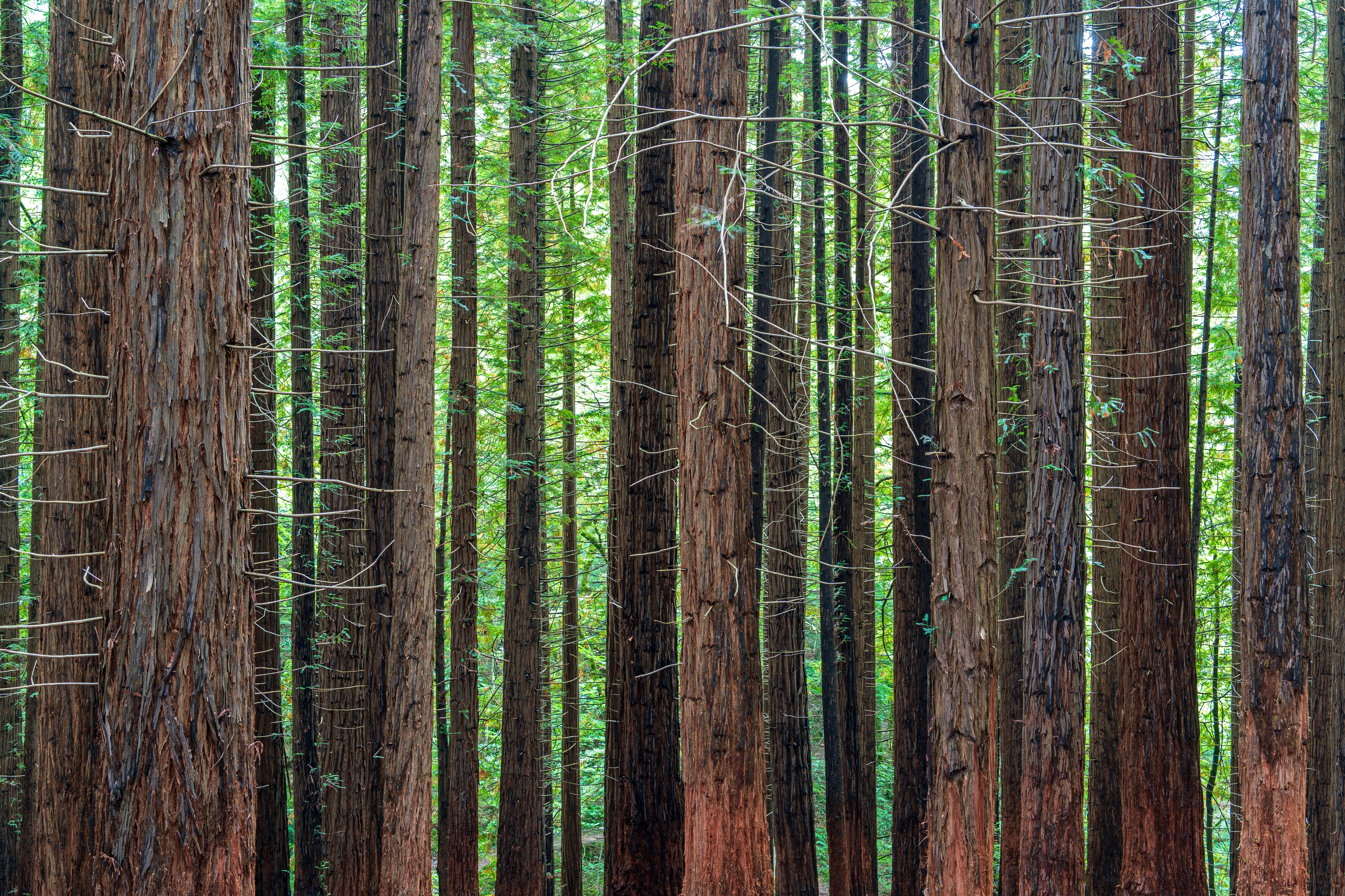 Rows of Cedar Sentinels