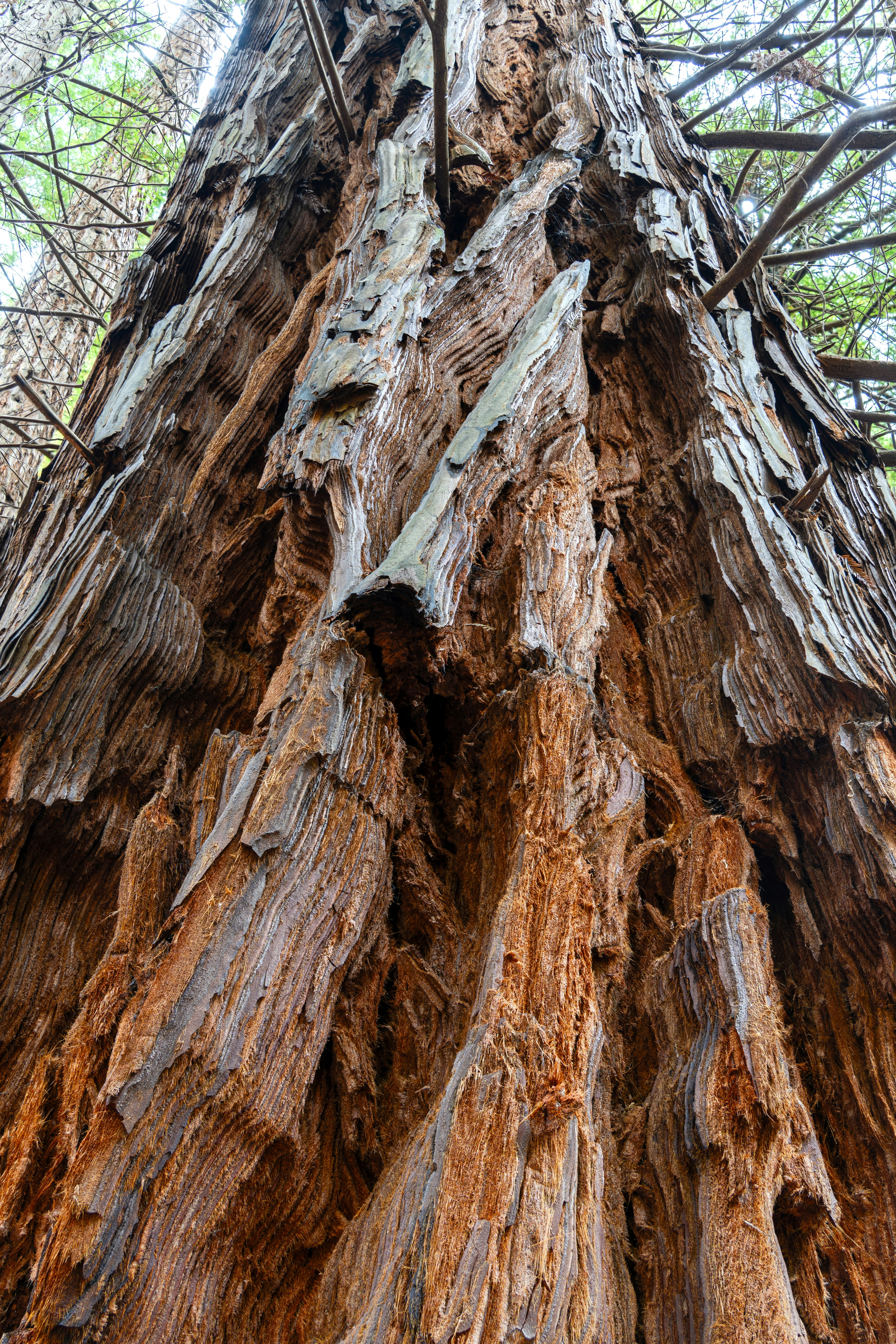 Gnarled Giant: A Weathered Redwood Reaches Toward the Canopy