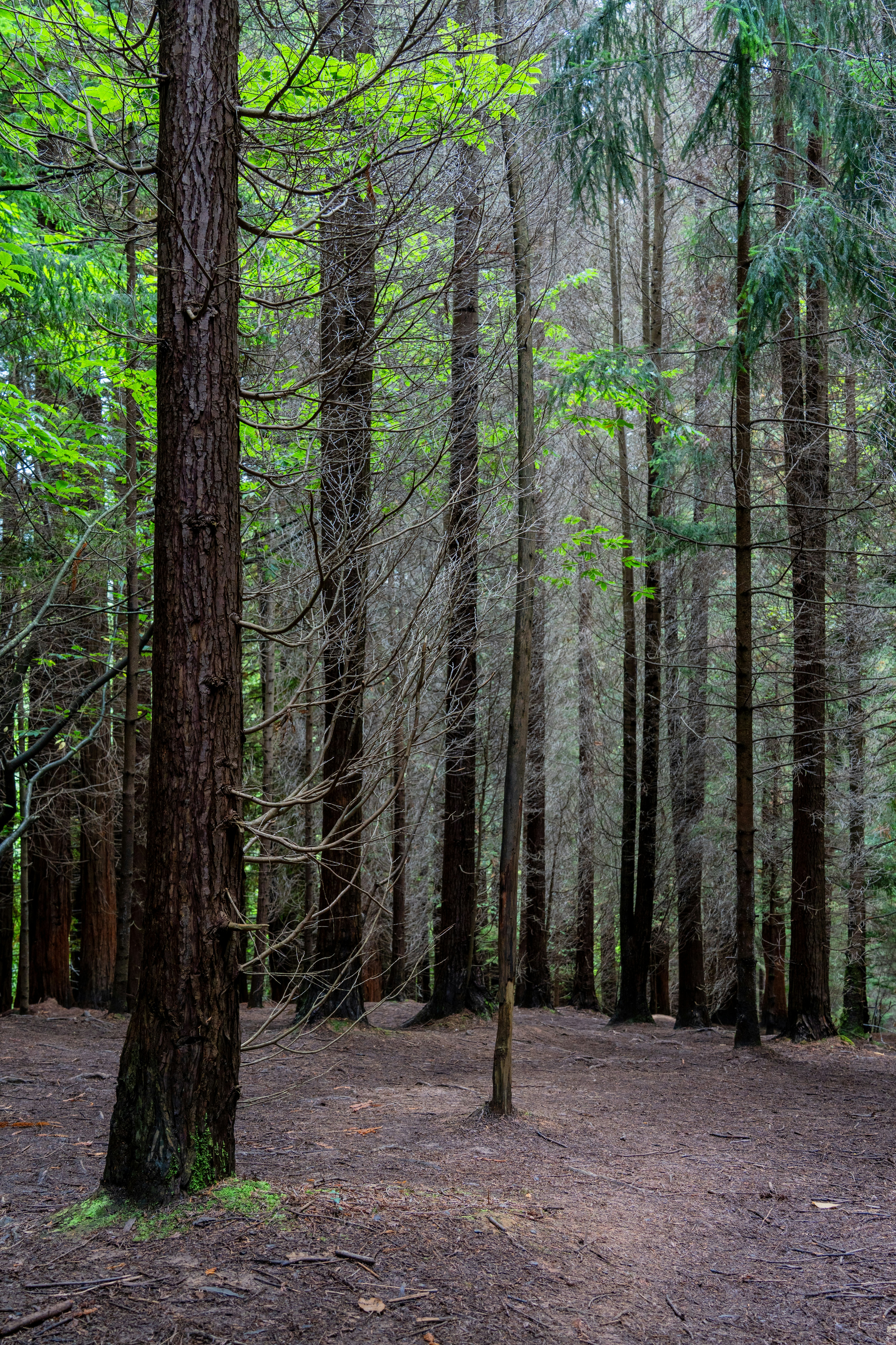 Emerald Pines: A Quiet Walk Through a Dawn-lit Conifer Alley