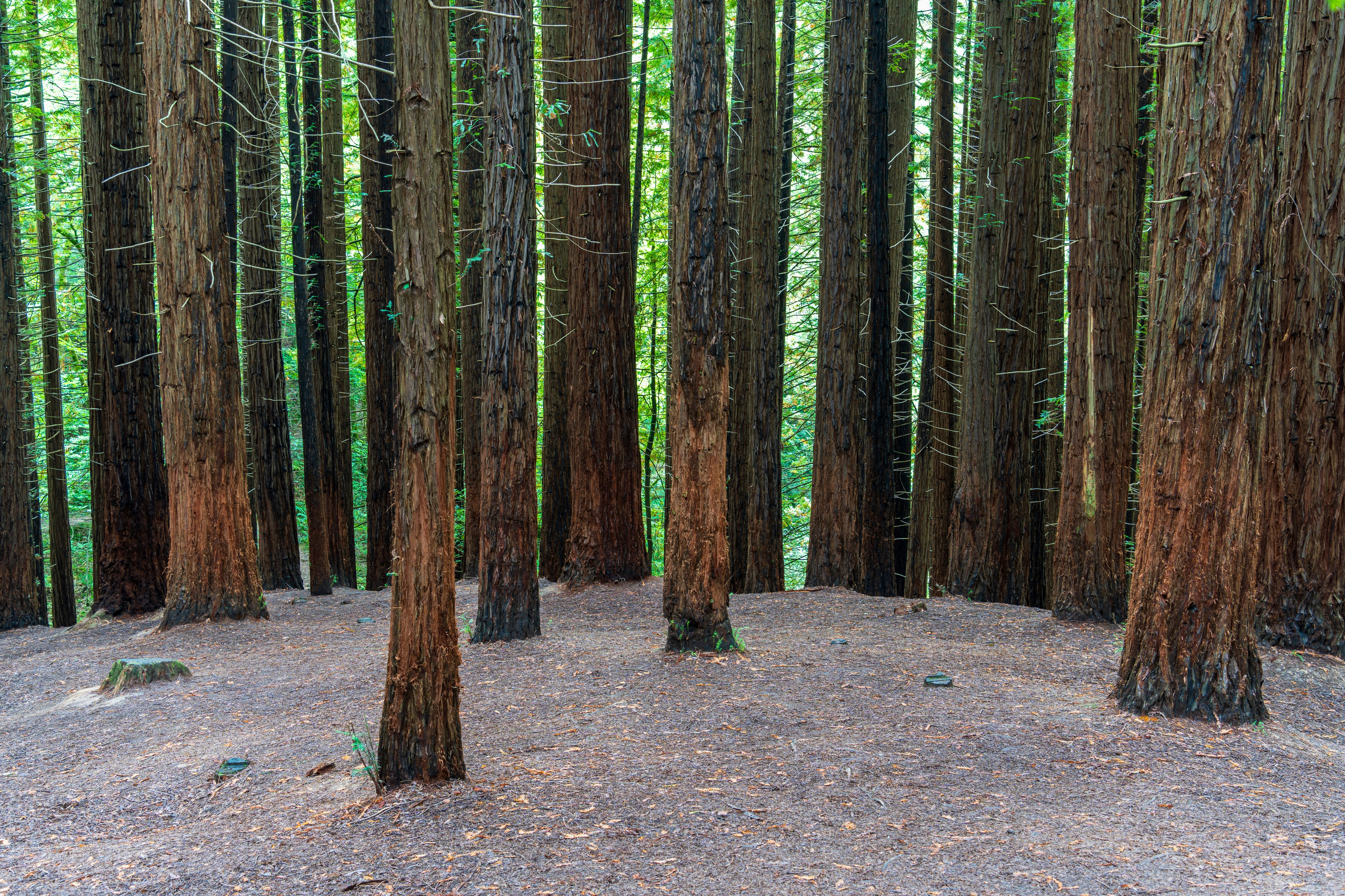 Silent Caldera of Trees: A Row of Pines Reaching the Sky