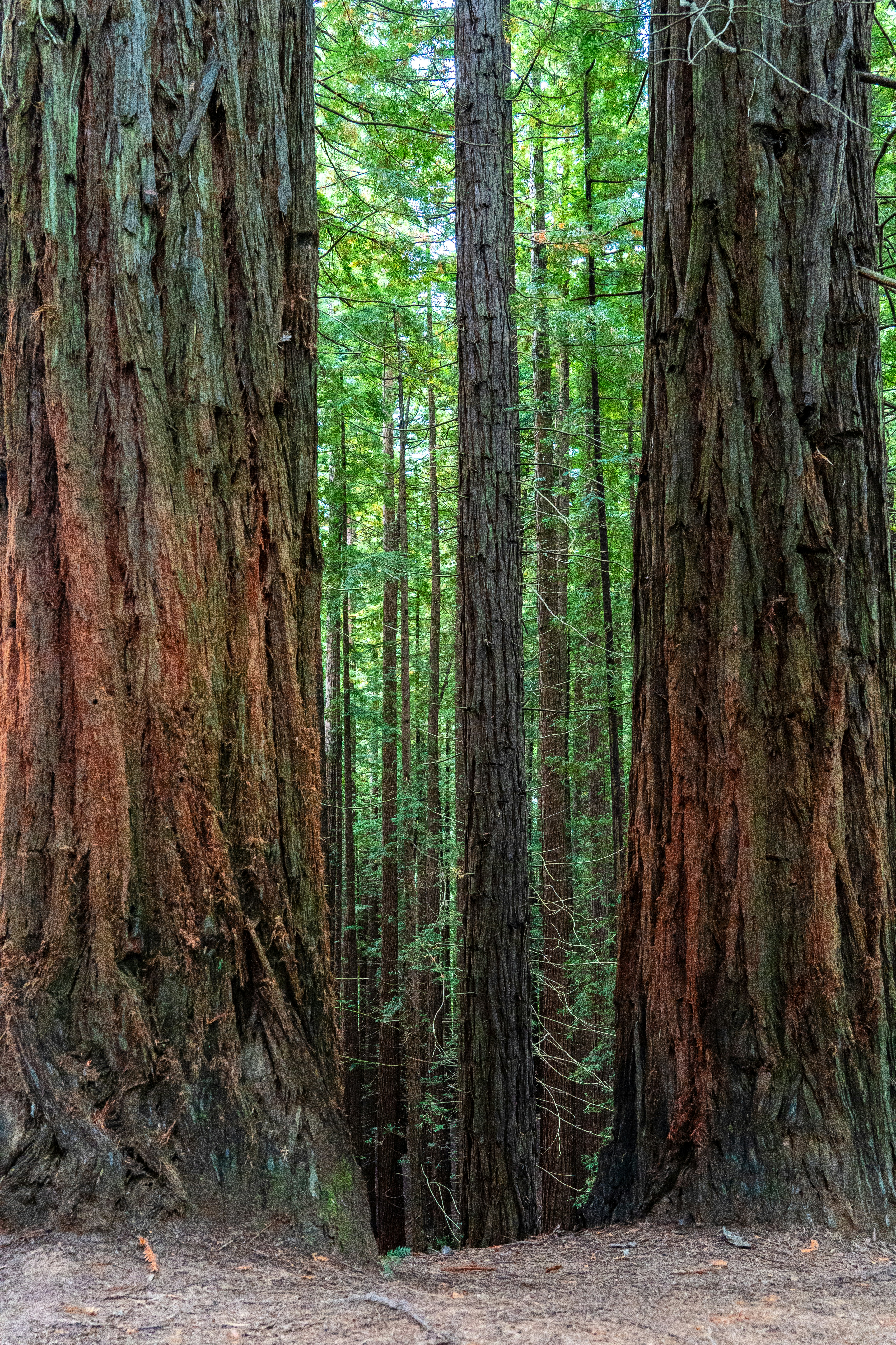 Forest Cathedral: Redwood Trunks Reaching Toward Dappled Light