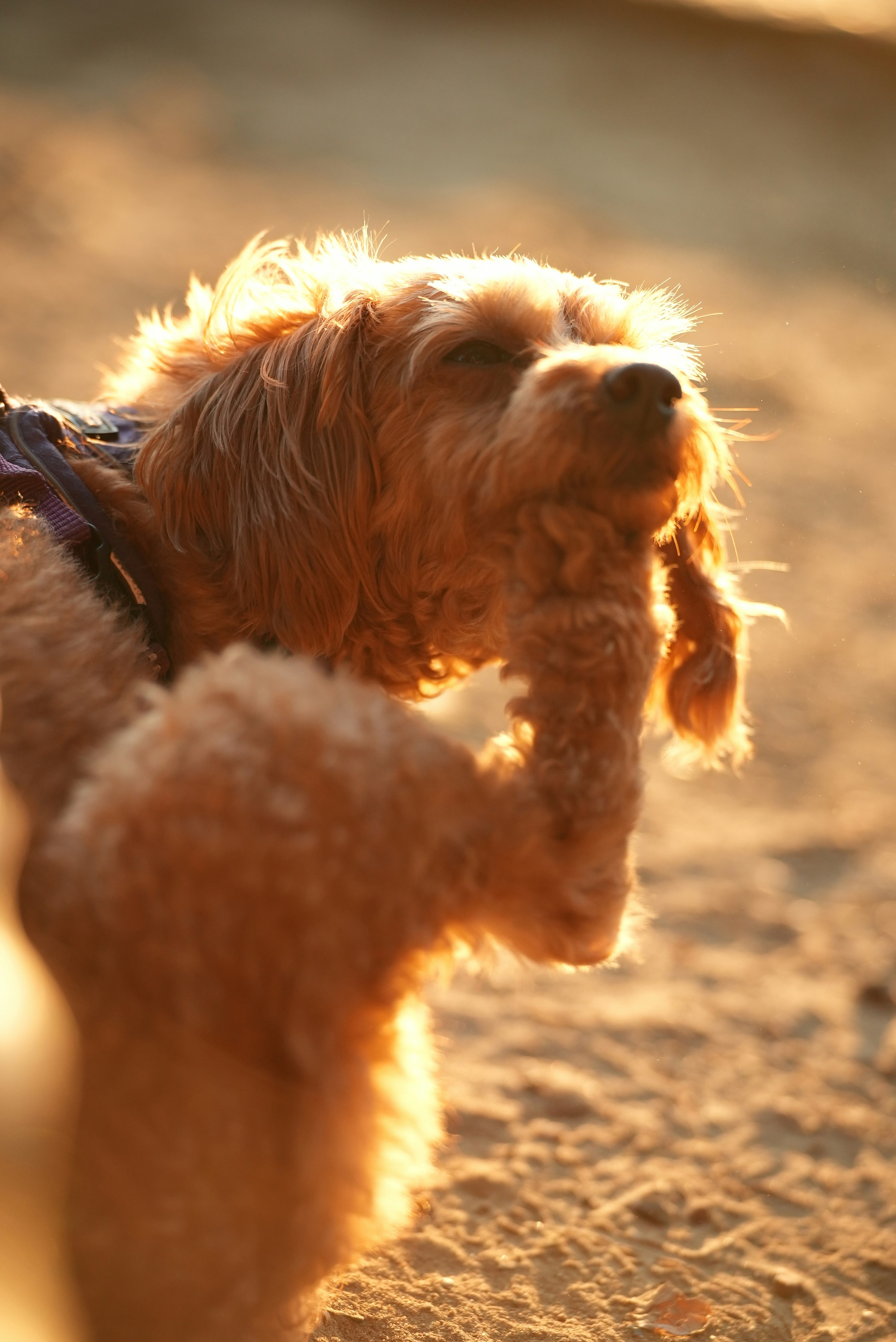 Golden Hour Pup: A Candid Moment of Texture and Light