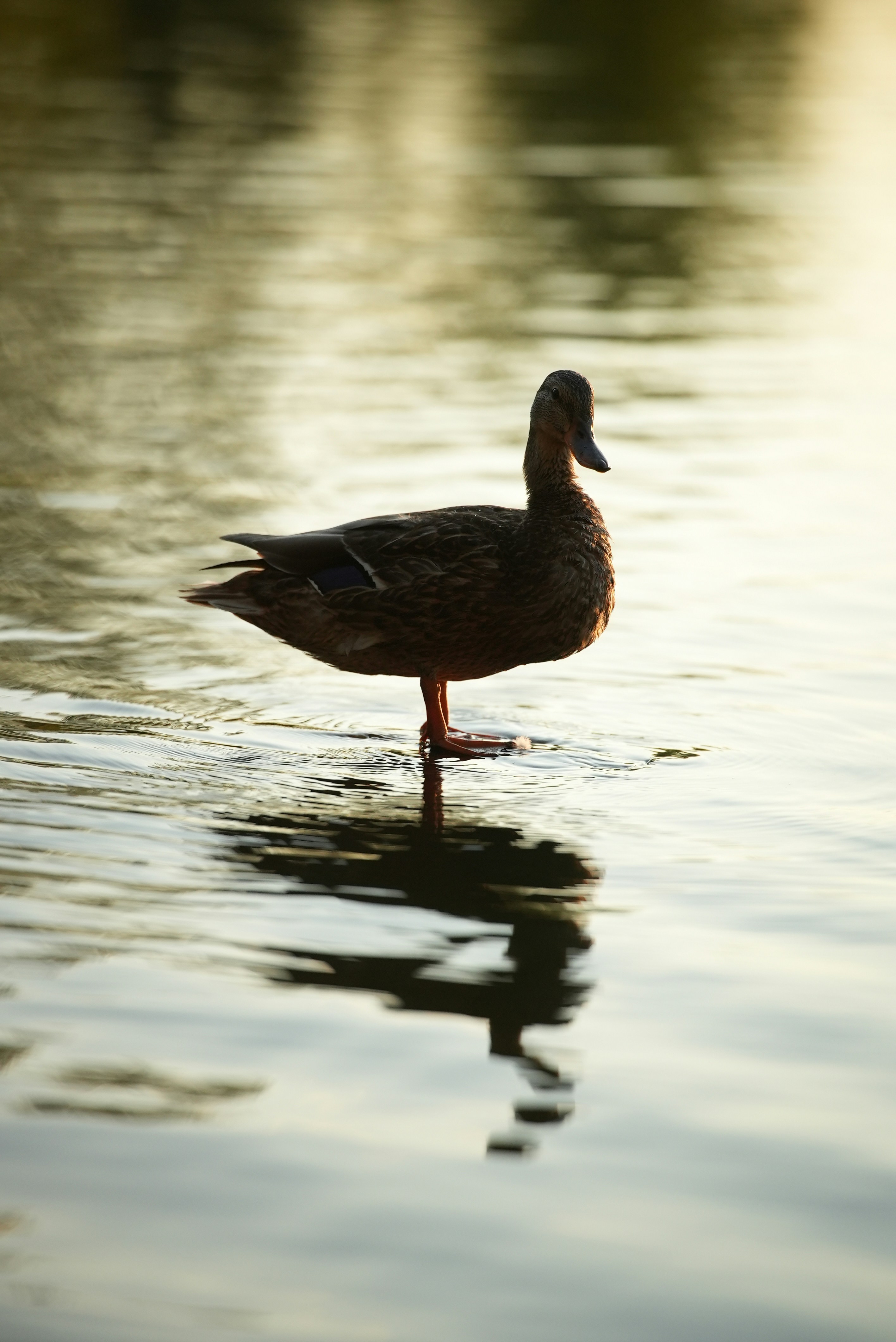 Solitary Duck Cast in Gentle Backlit Ripples