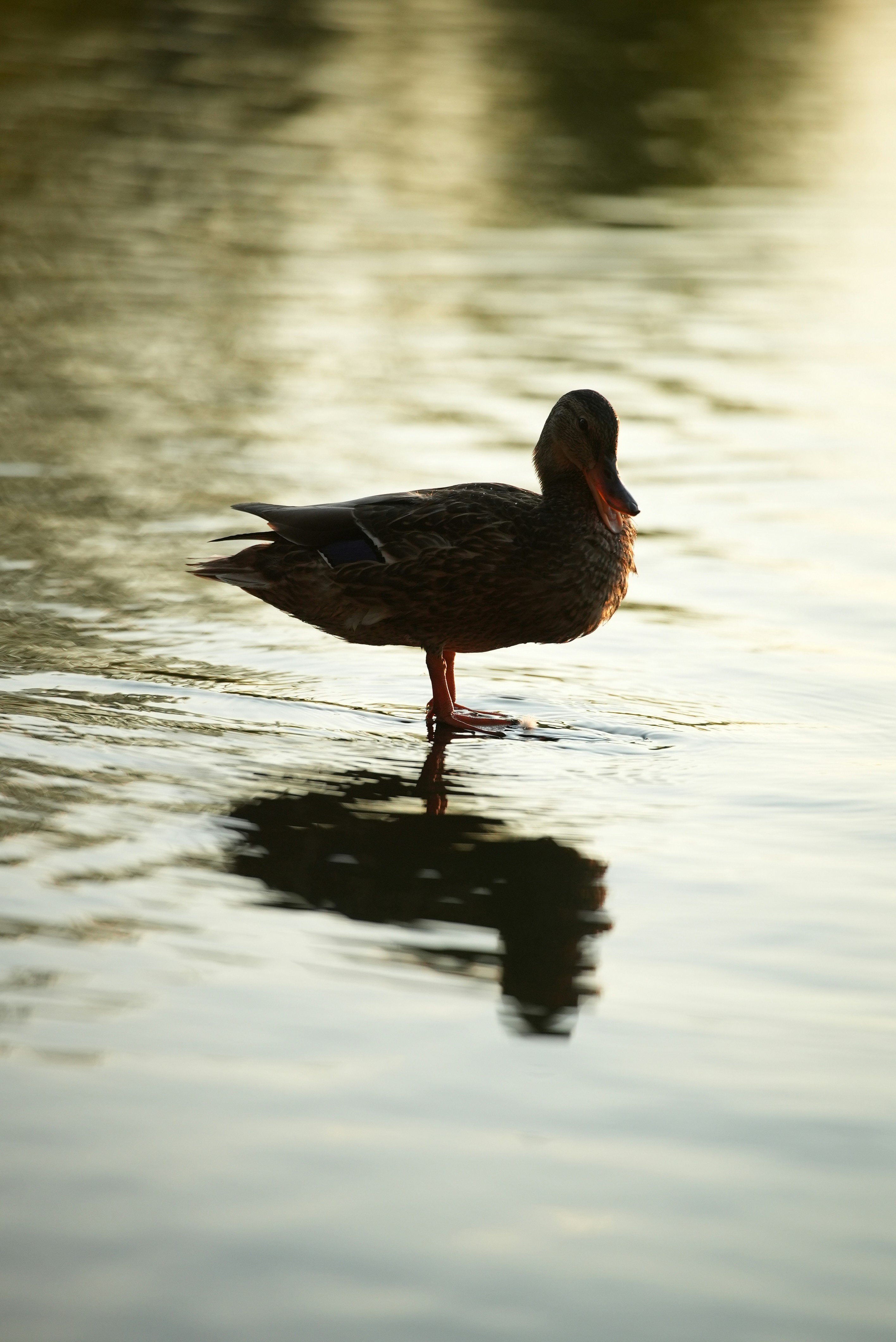 Mid‑Water Silhouette: A Duck Bowing into Goldened Ripples