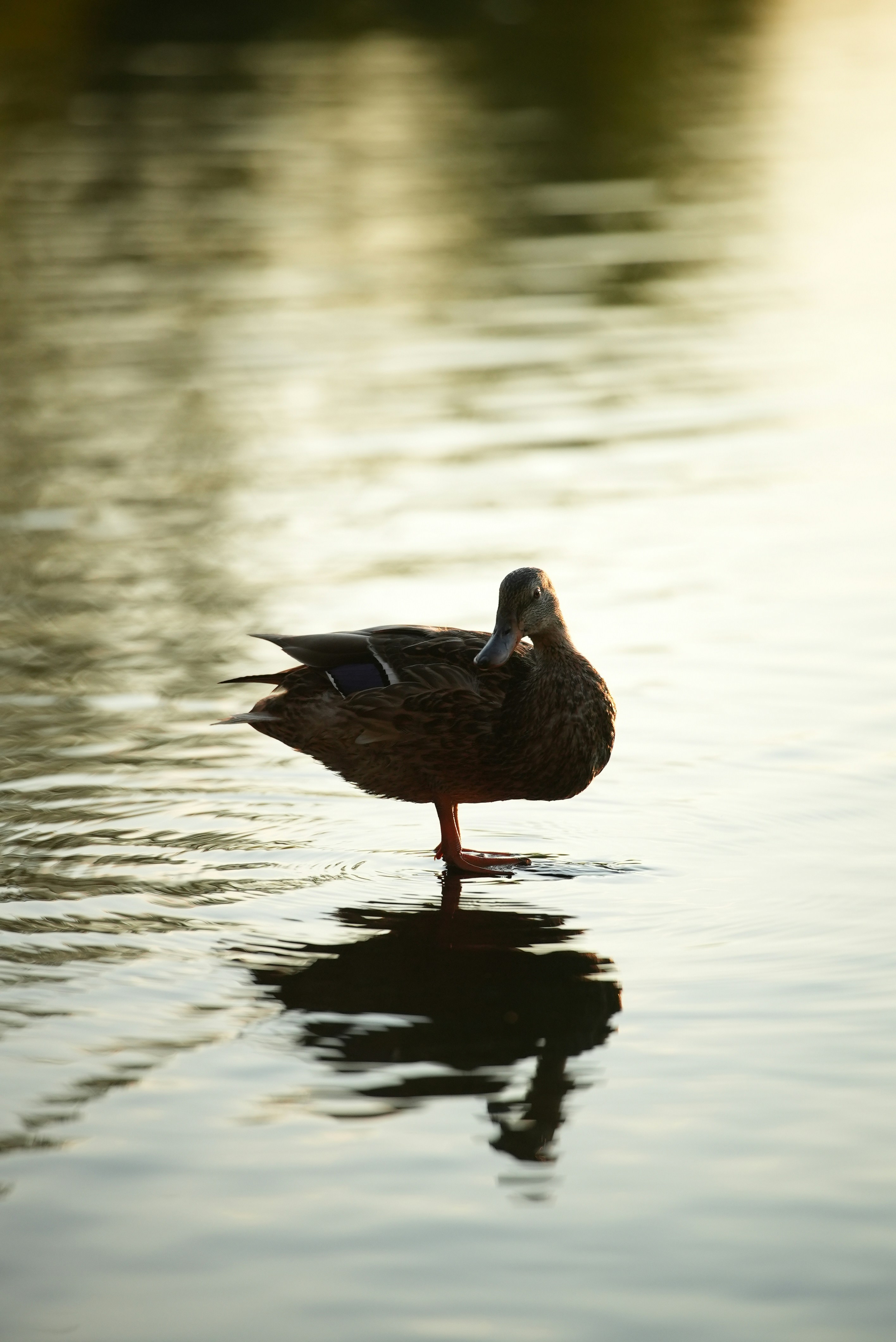 Single Leg on Still Water: A Duck at Dusk