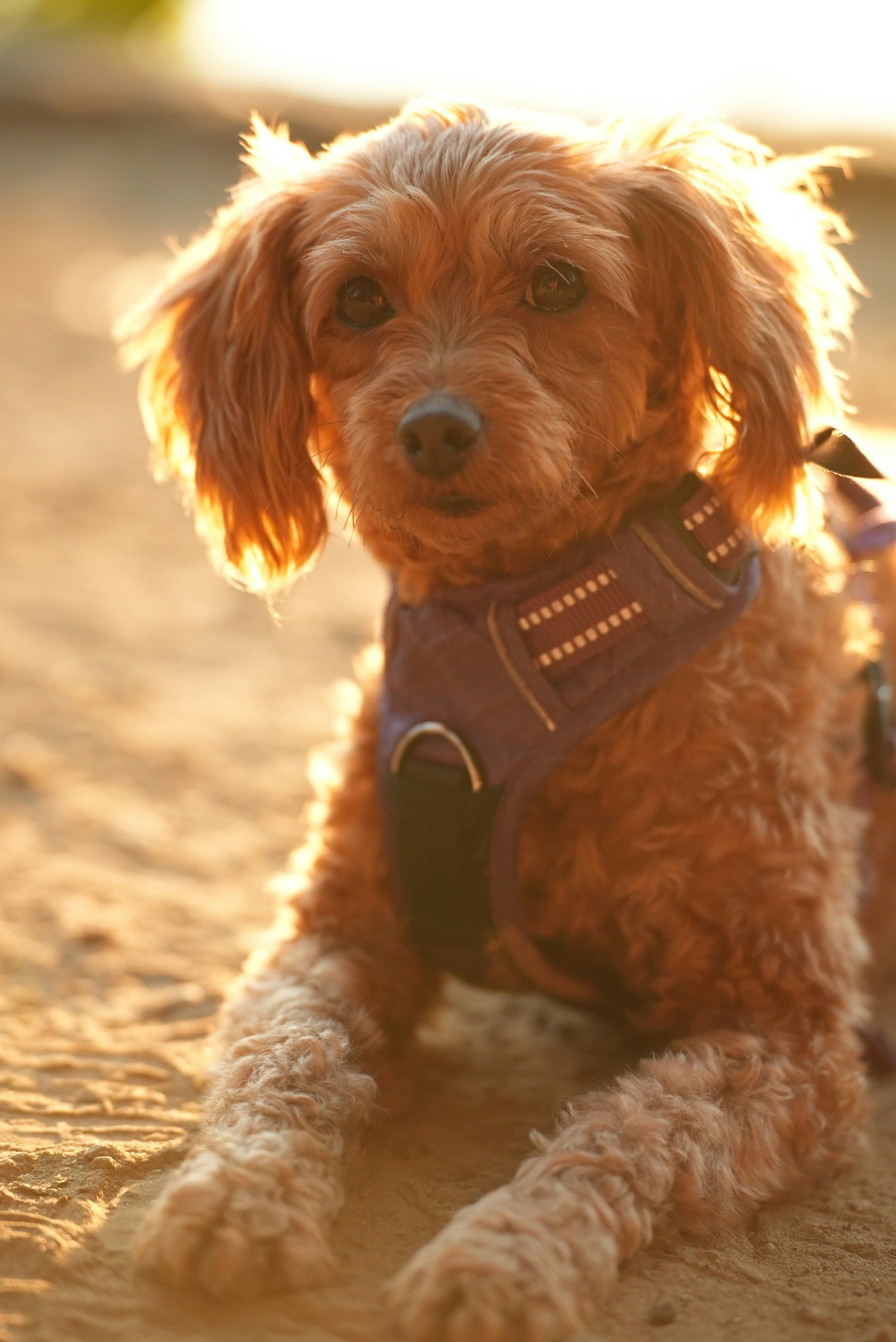 Backlit Pooch in Golden Hour Harness