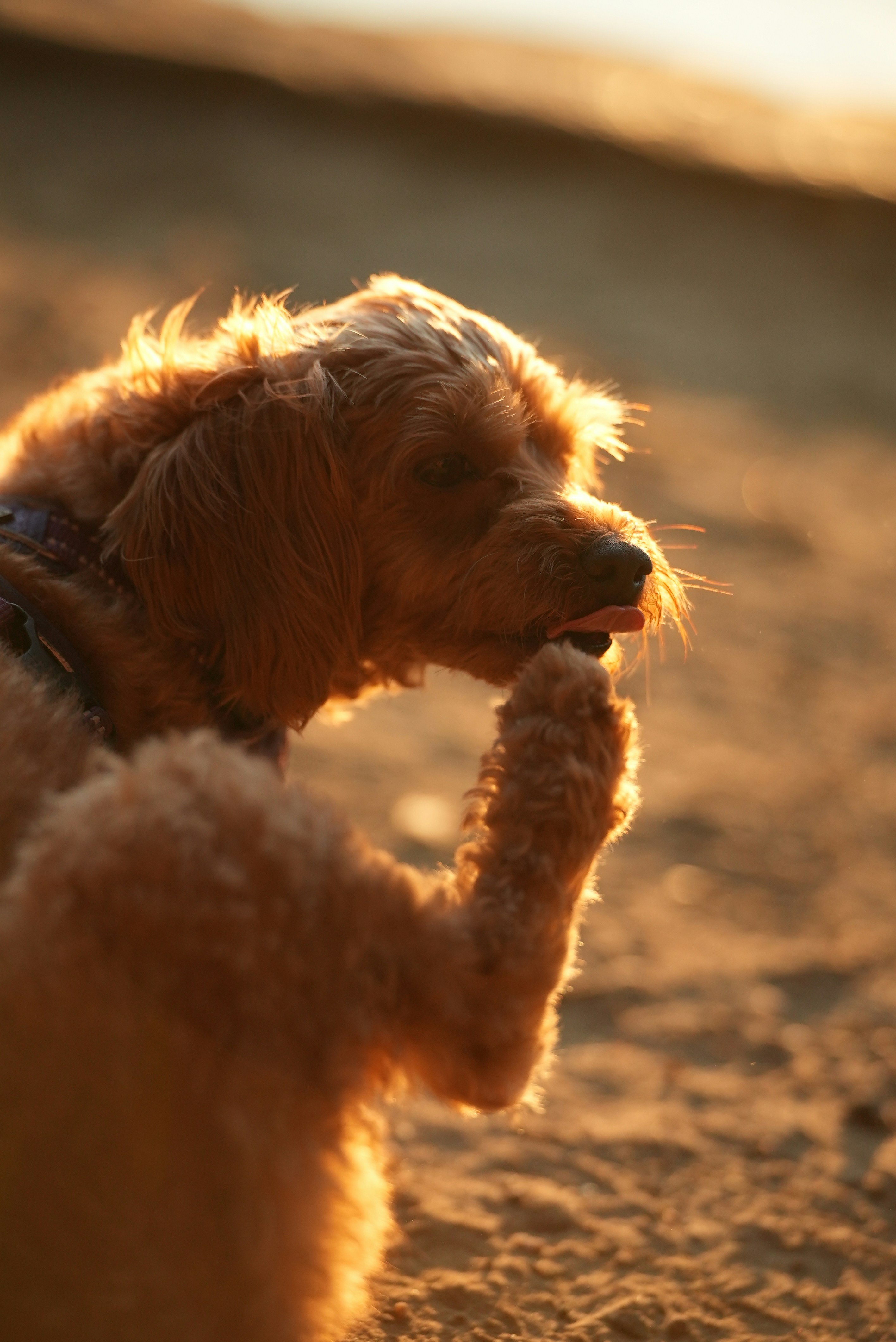 Golden Hour Paws: A Candid Moment at Dusk