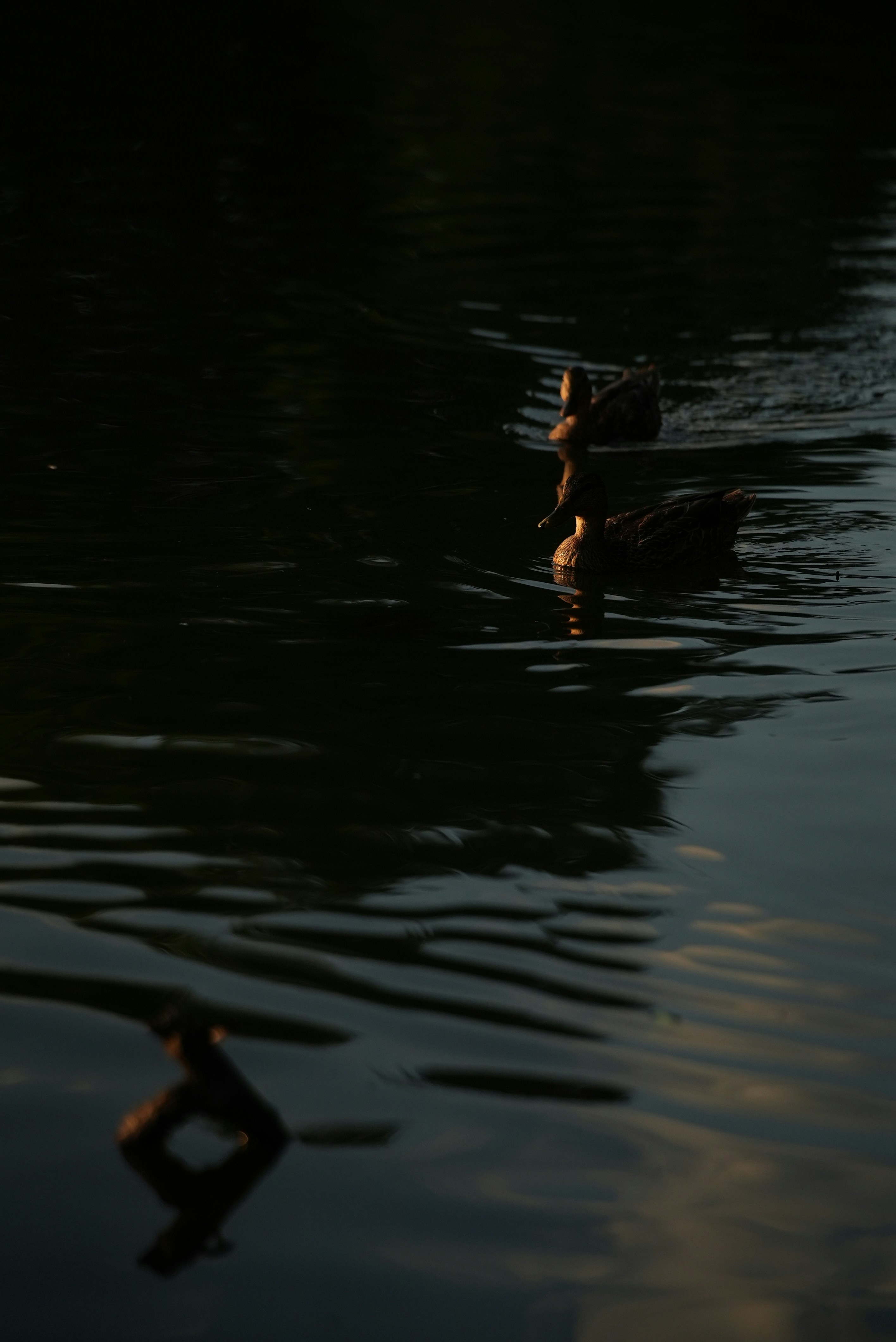 Duck on Quiet Water at Dusk