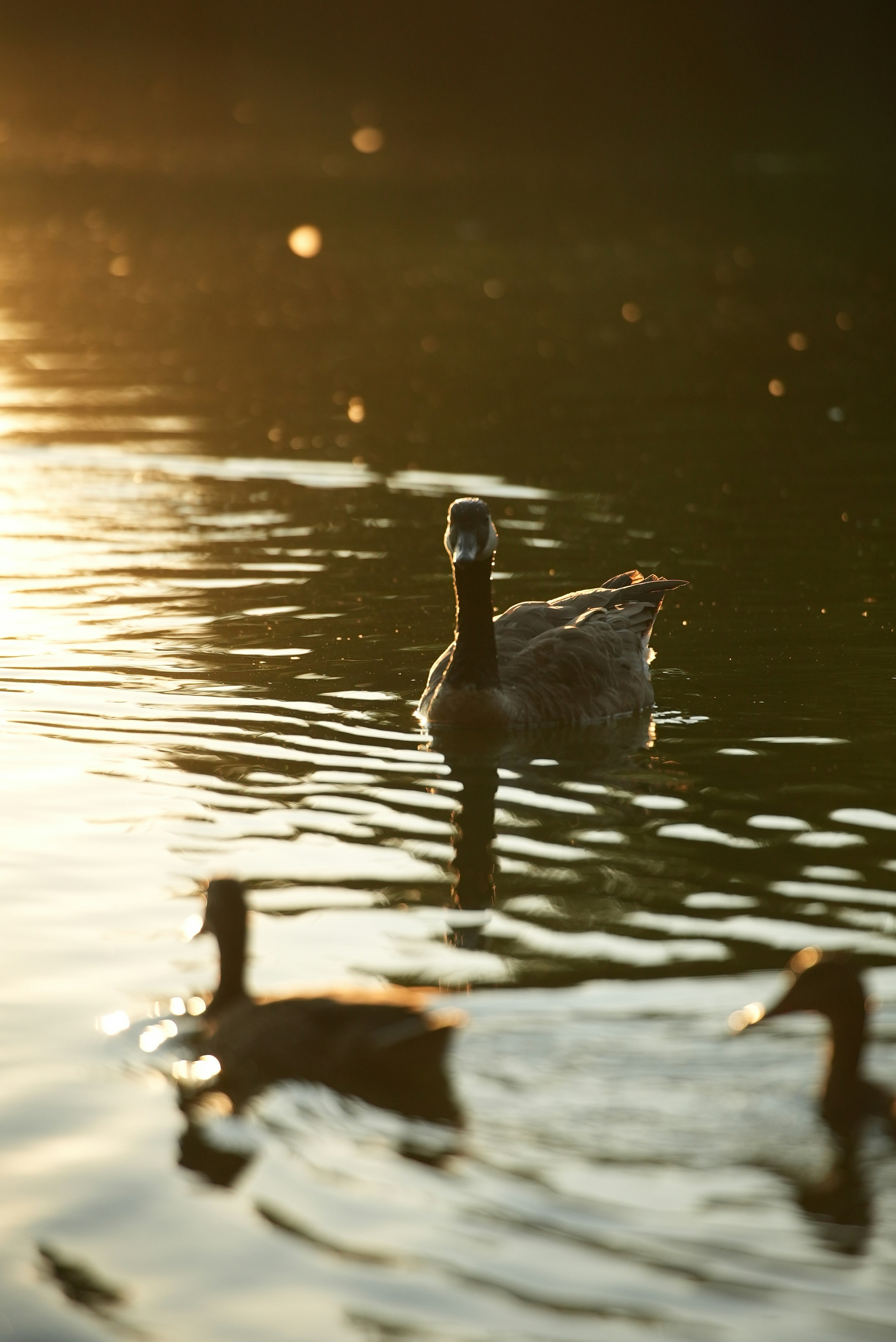 Golden Hour Swans: Quiet Ripples and Silent Gaze