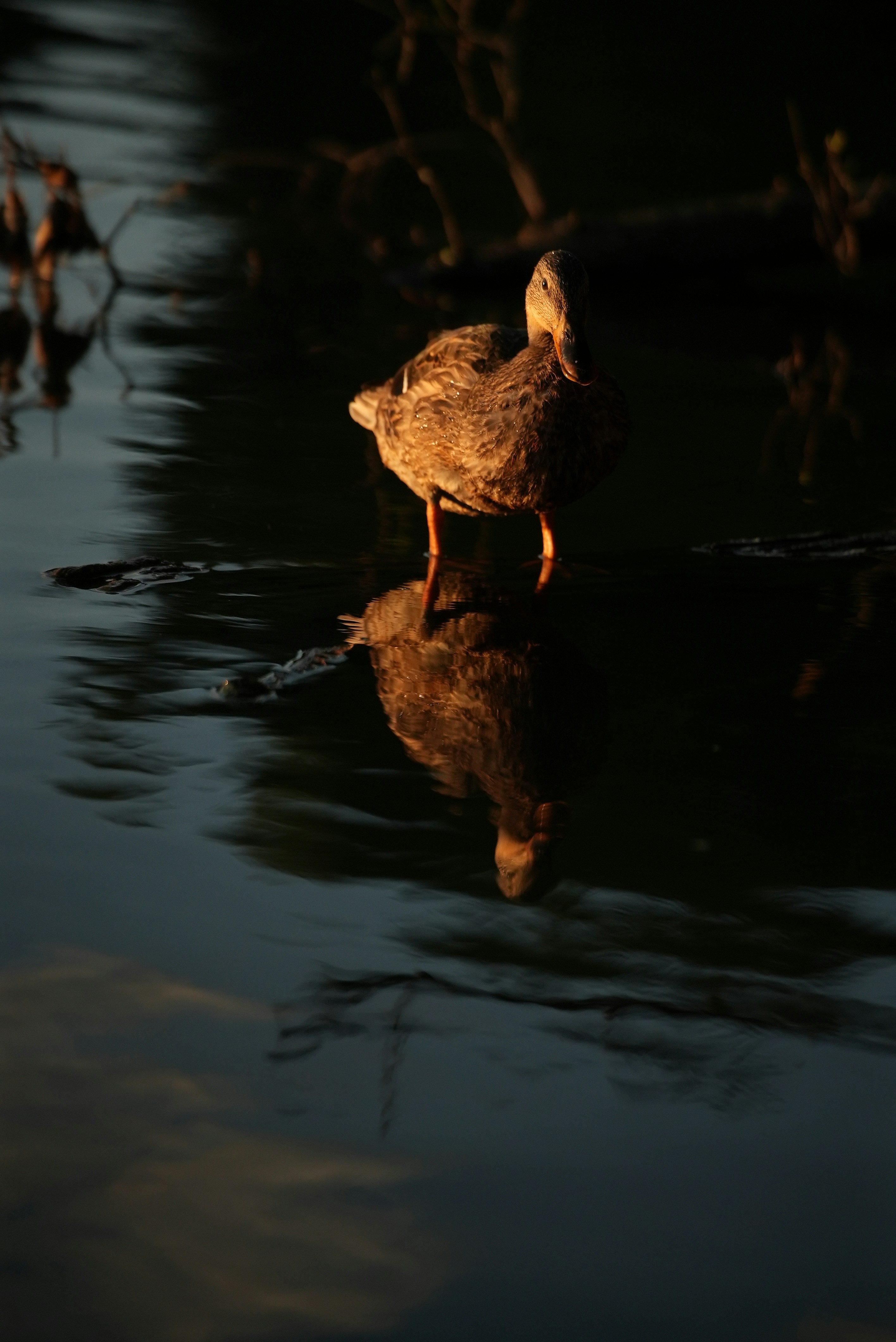 Dawn Watch: A Waterfowl Stands Quietly in Reflective Ripples