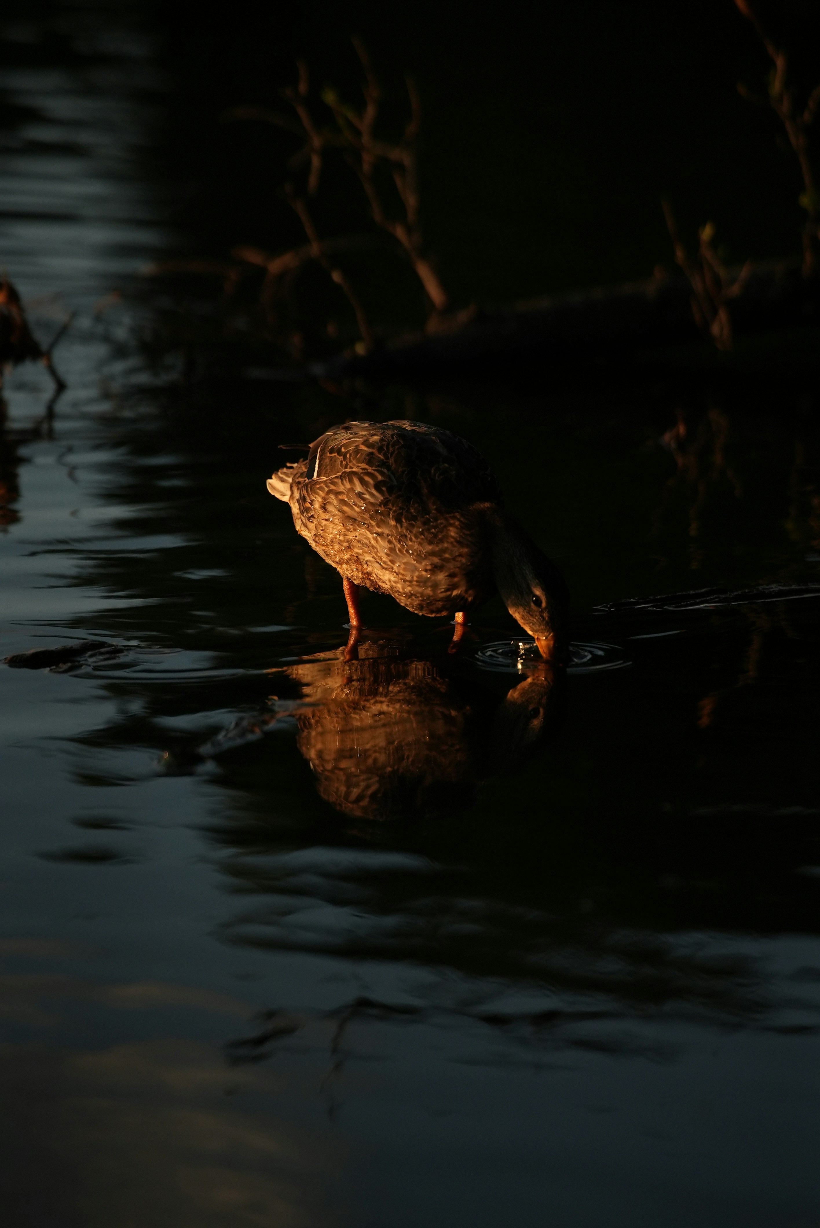 Low-Lit Shoreline Forager in Evening Reflection