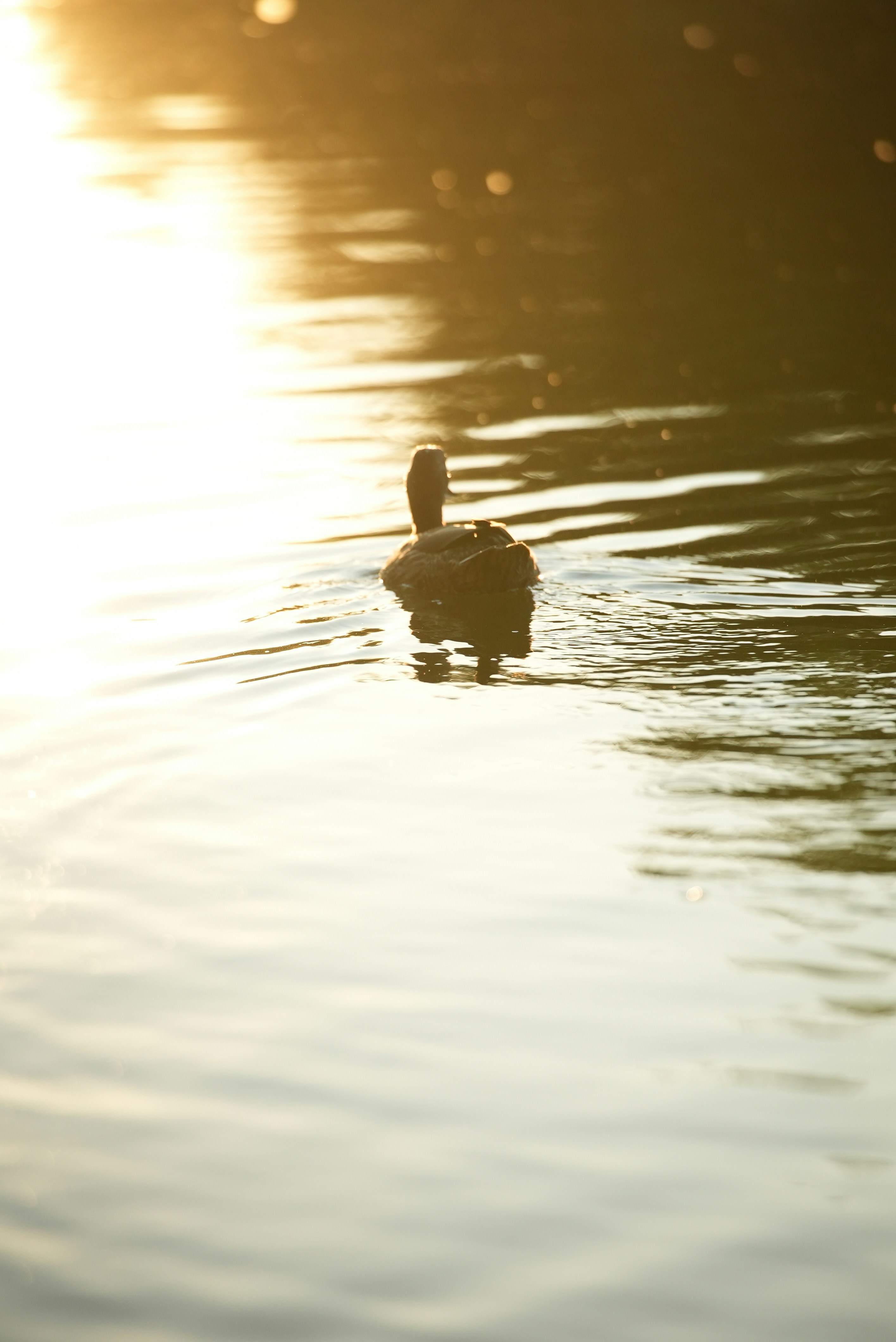 Sunlit Wake: A lone waterfowl glides toward the glow