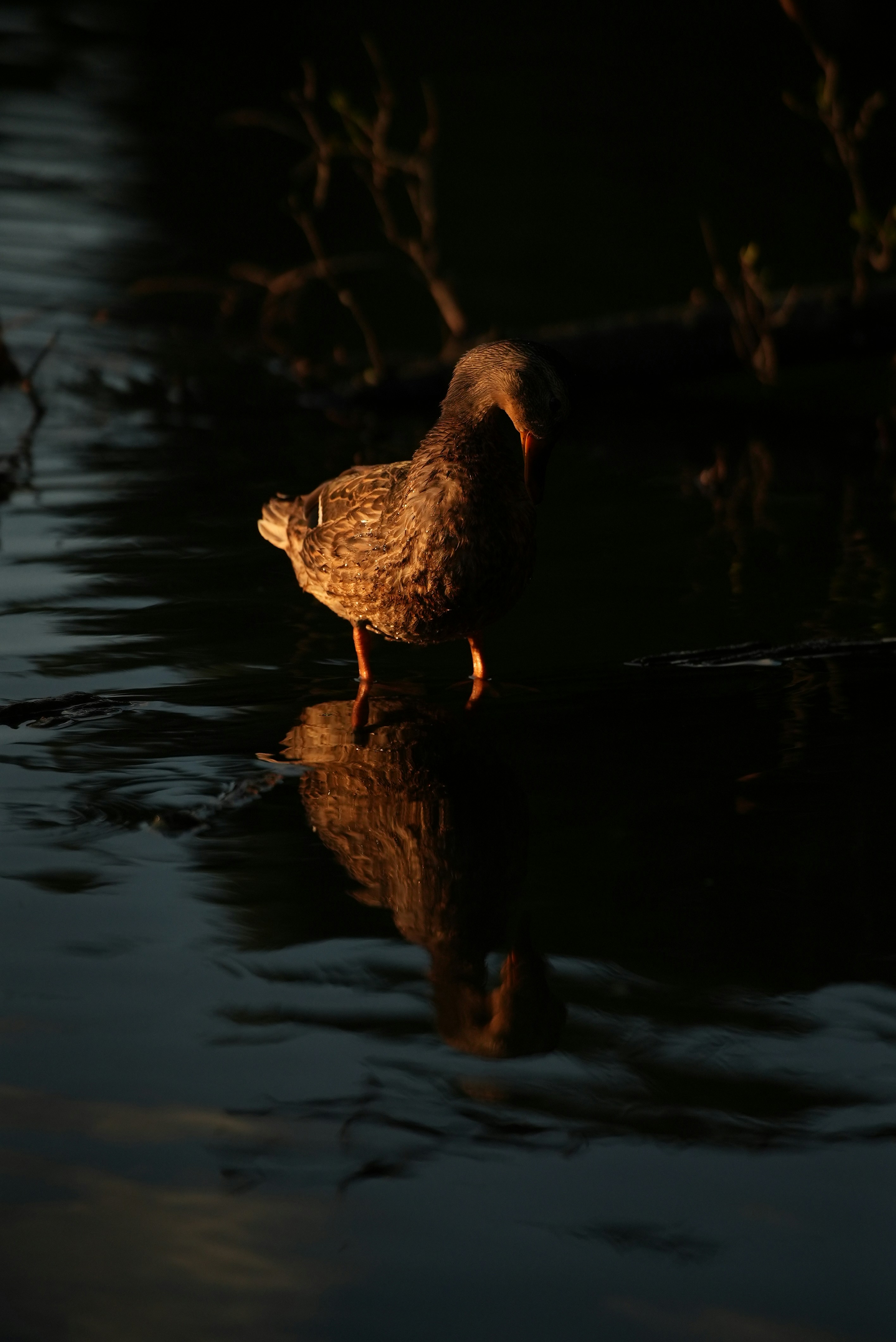 Dunlin in Ember: A solitary shorebird in twilight glow