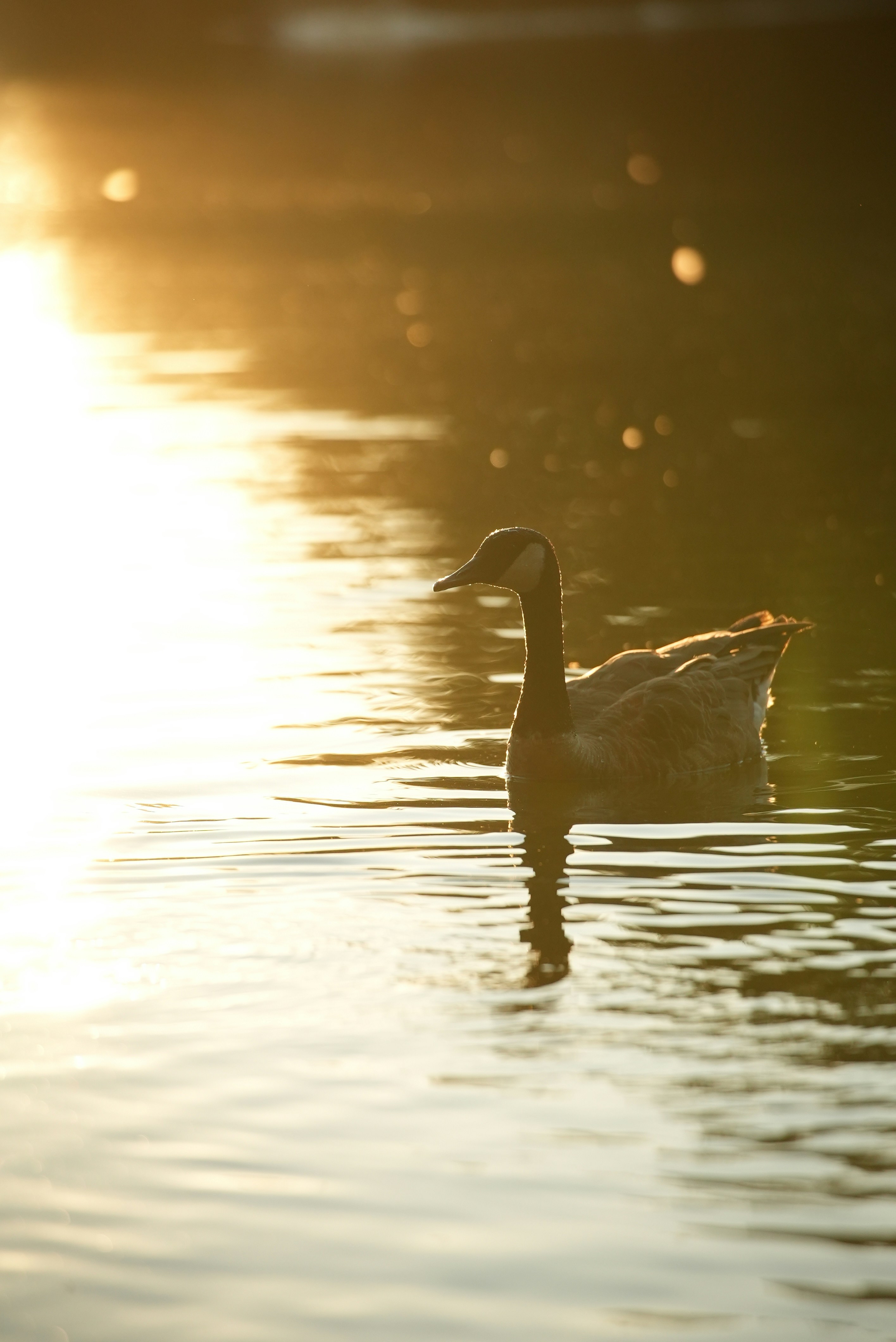 Golden Hour Swan: A Quiet Glide Across Reflective Waters