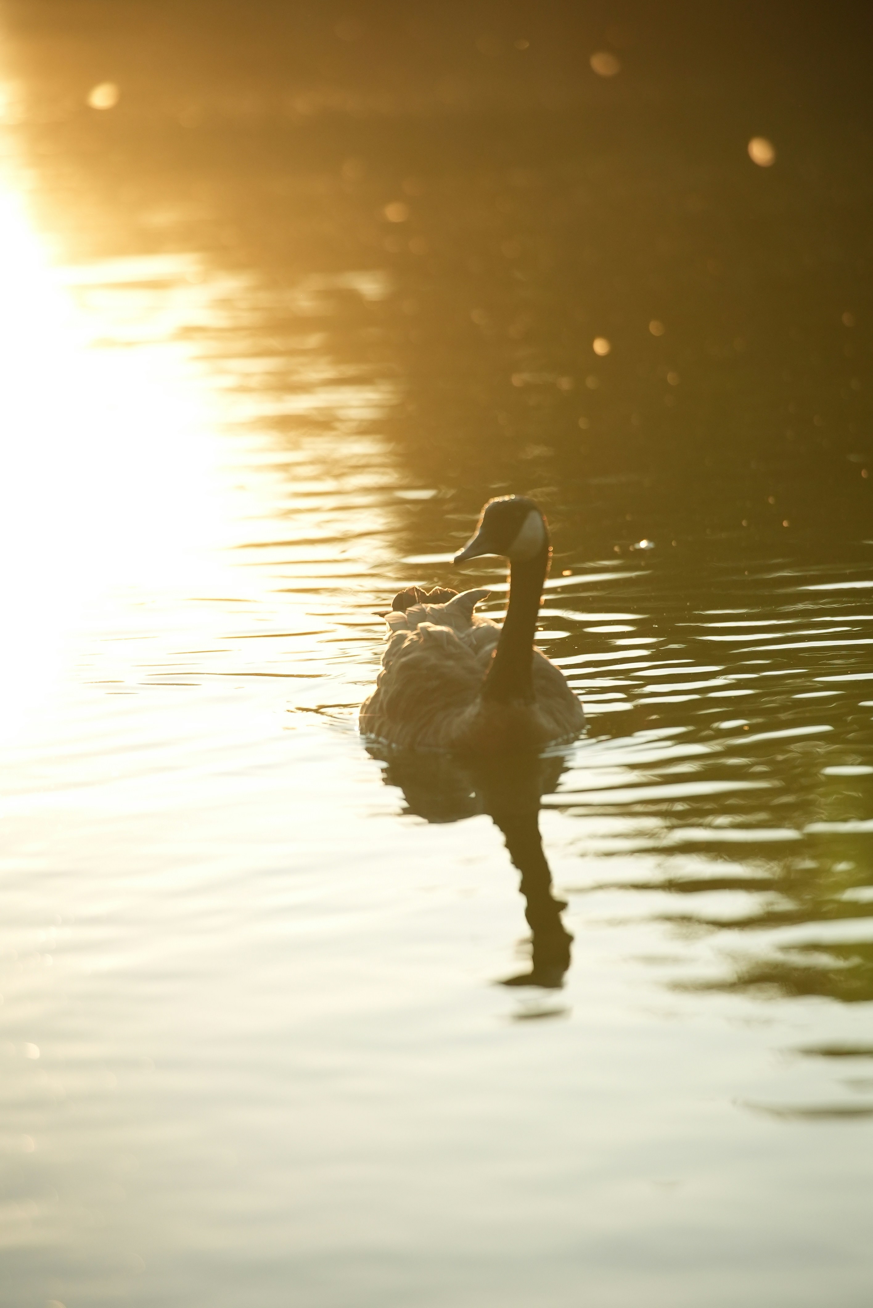 Golden Hour Swan: Silhouette in Gentle Wake